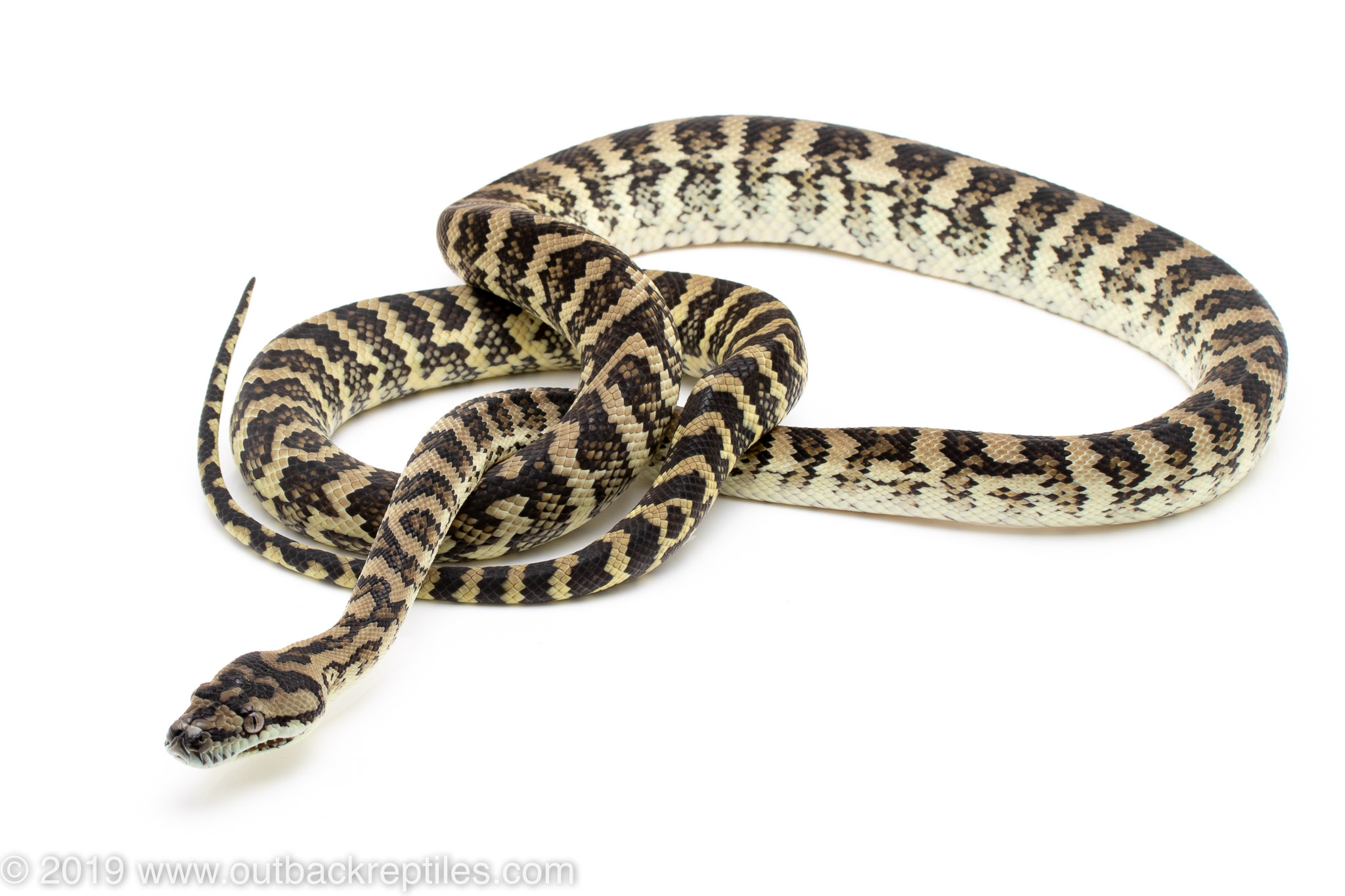 Caramel female 1 | Outback Reptiles