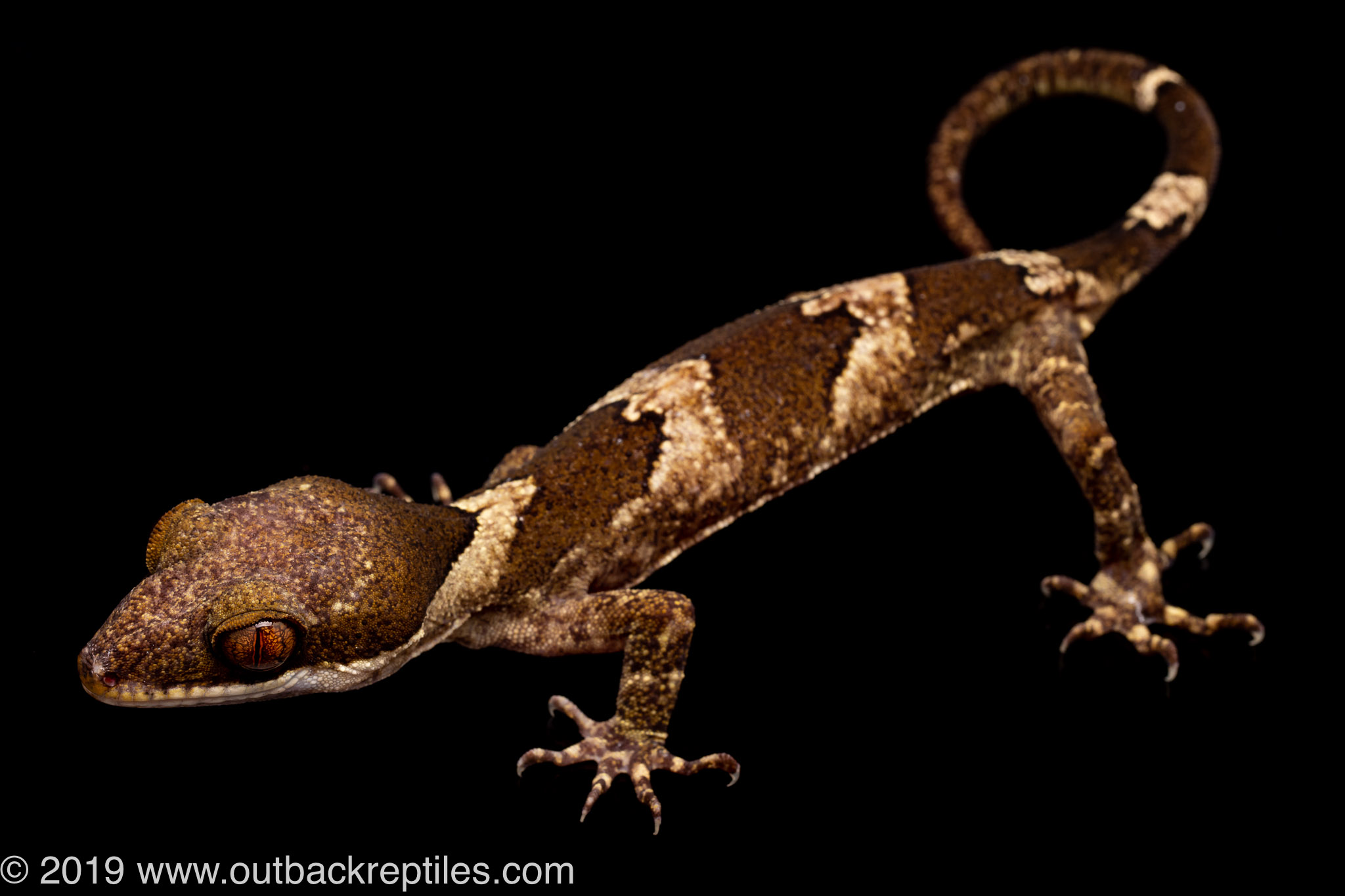 Clawed Gecko | Outback Reptiles