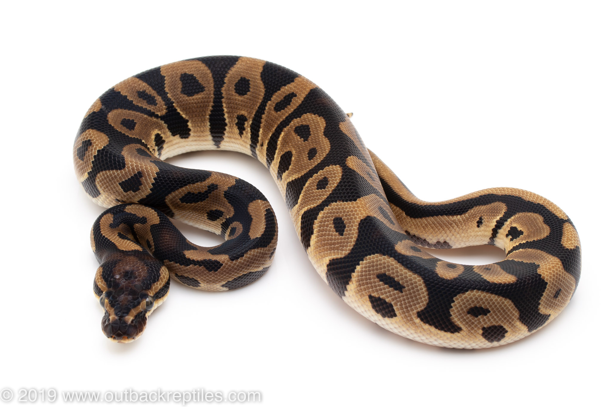 Leopard Het VPI axanthic | Outback Reptiles