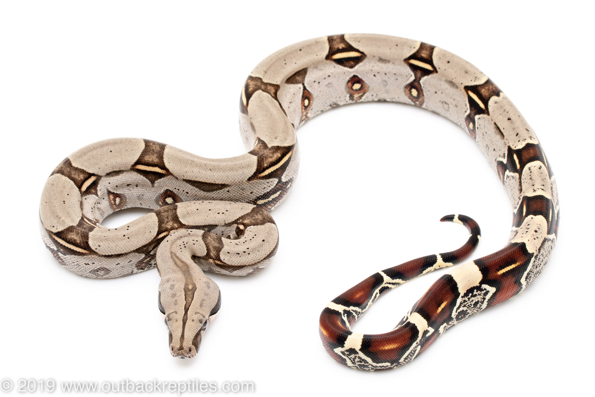 Peruvian female 1 | Outback Reptiles