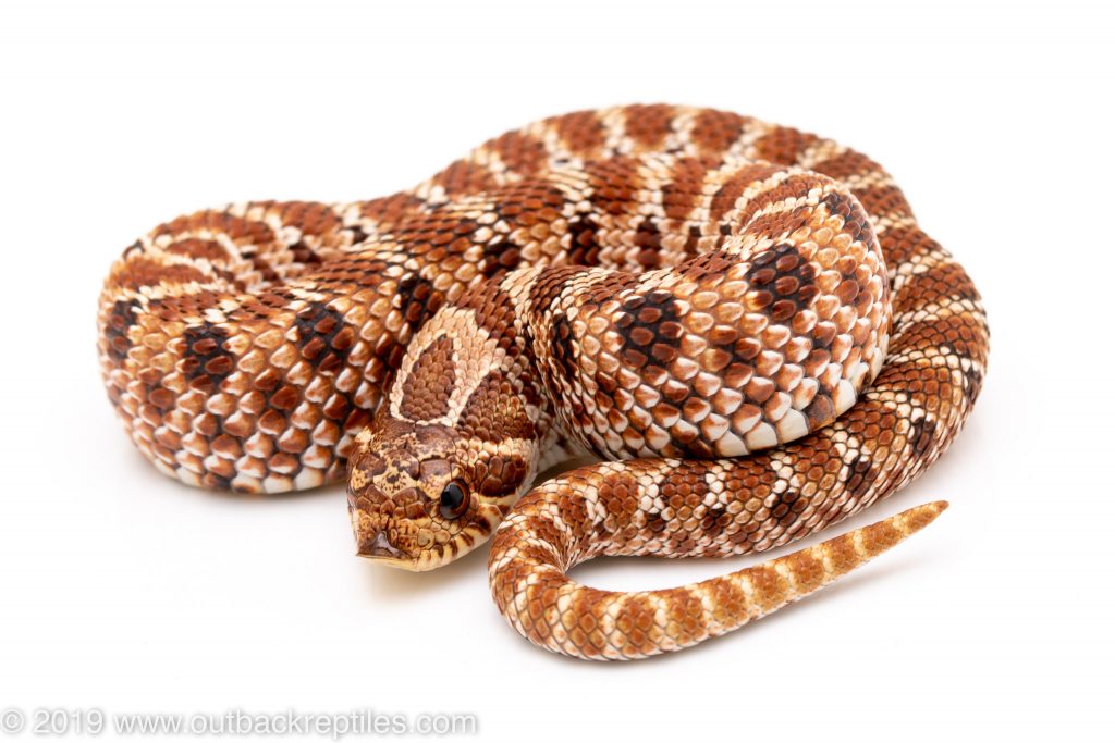 Red hognose male | Outback Reptiles