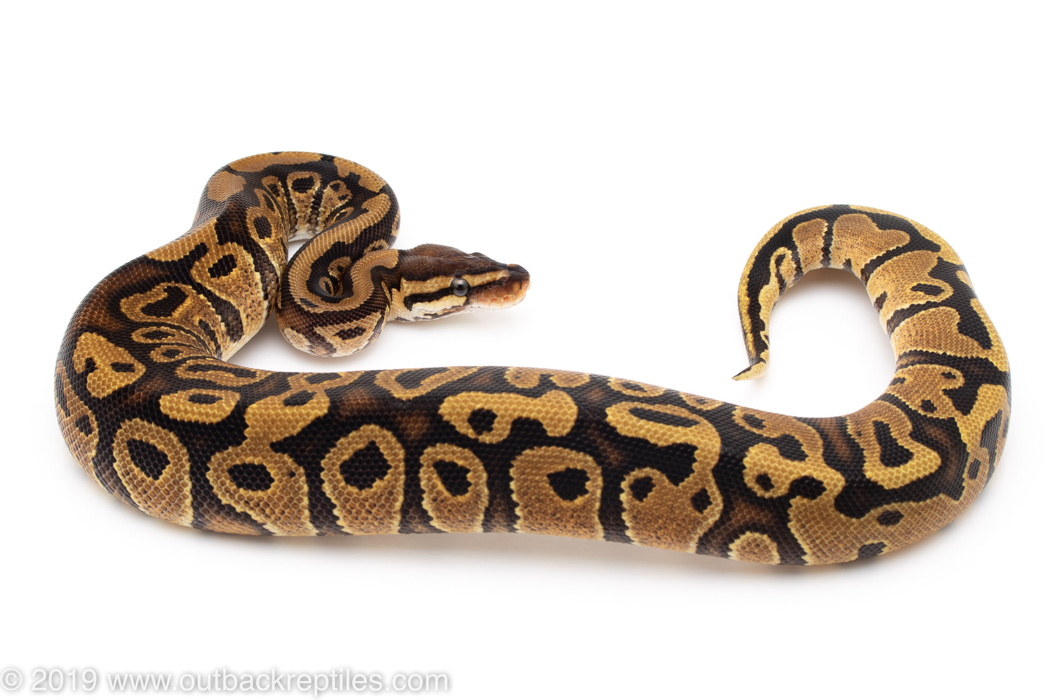 Yellowbelly poss red stripe het clown | Outback Reptiles