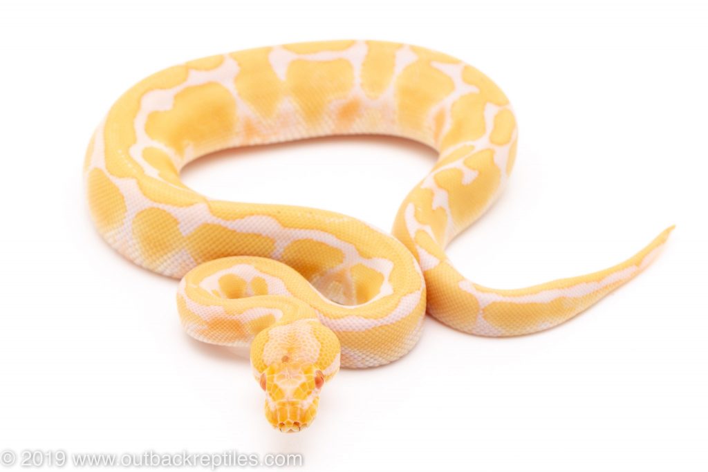 Albino enchi male | Outback Reptiles