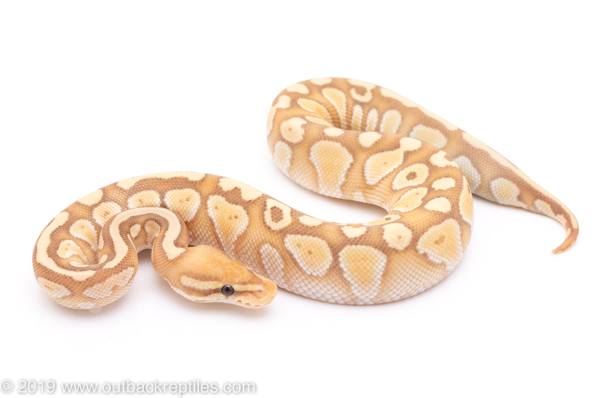 Banana Lesser het Clown | Outback Reptiles