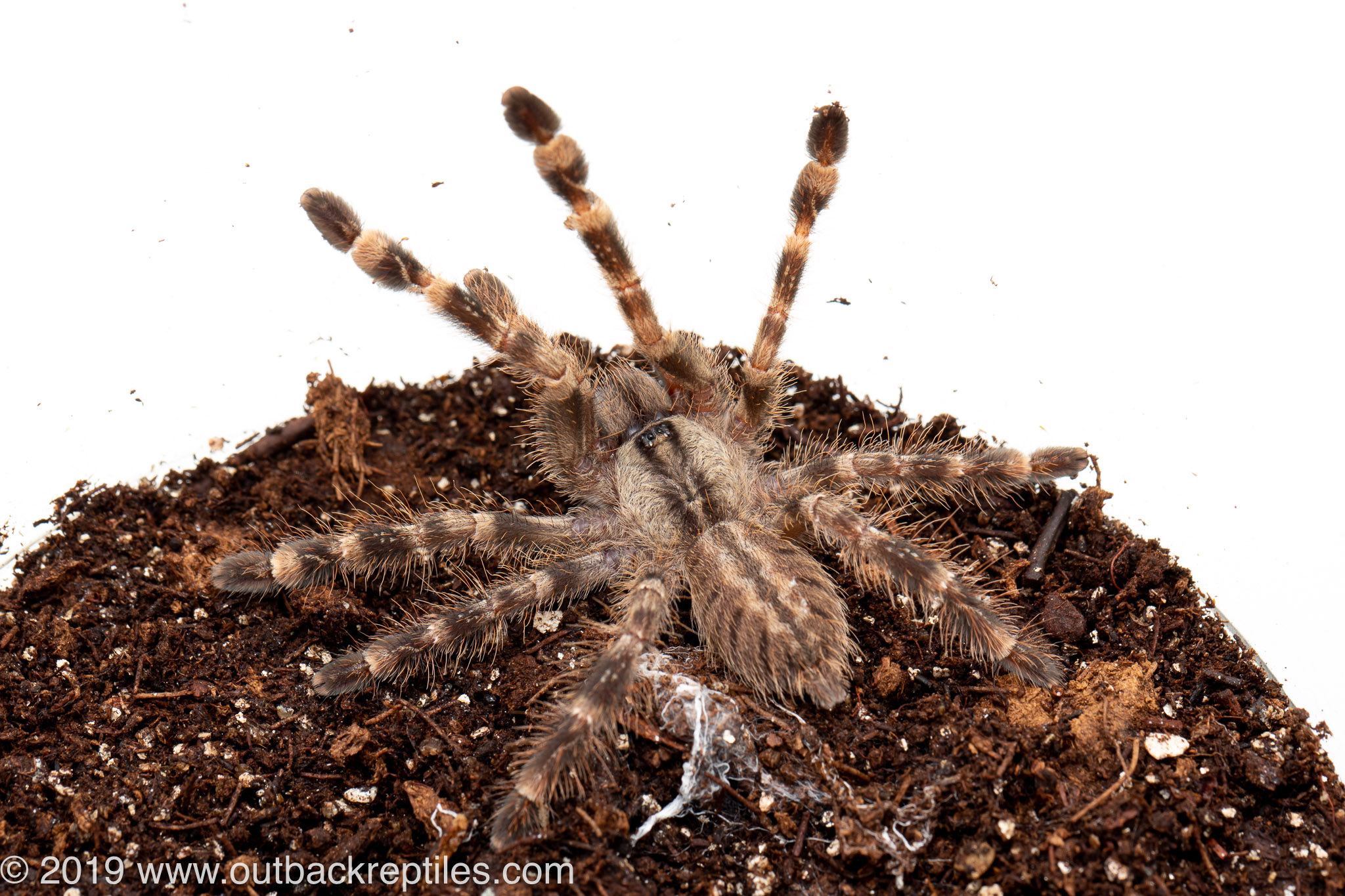 Indian Ornamental tarantula | Outback Reptiles