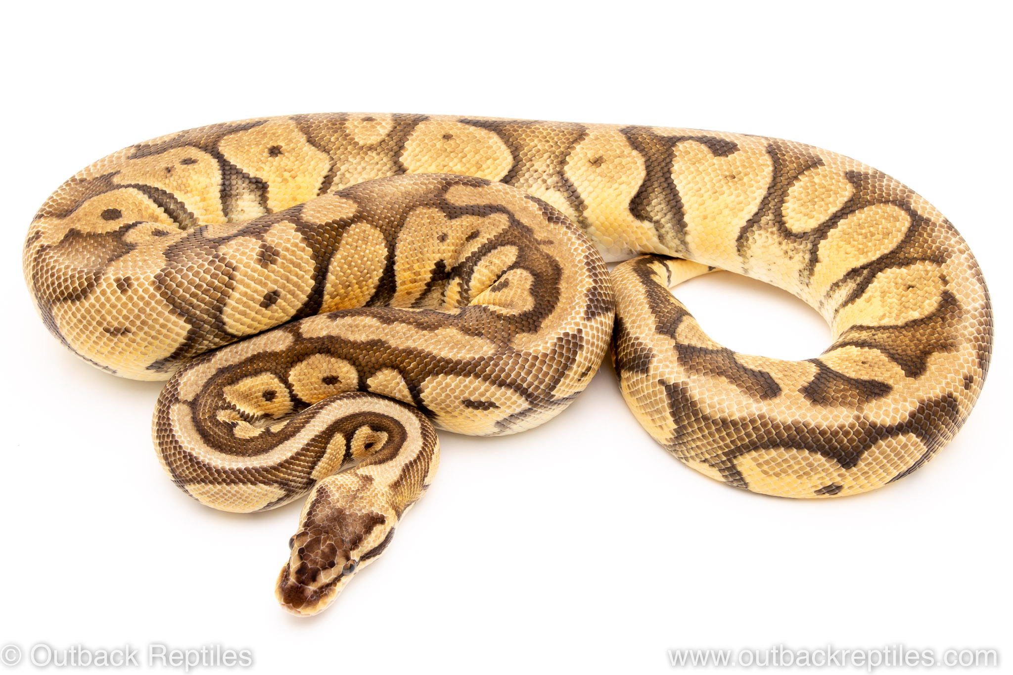 21 super pastel female breeder ball python for sale | Outback Reptiles