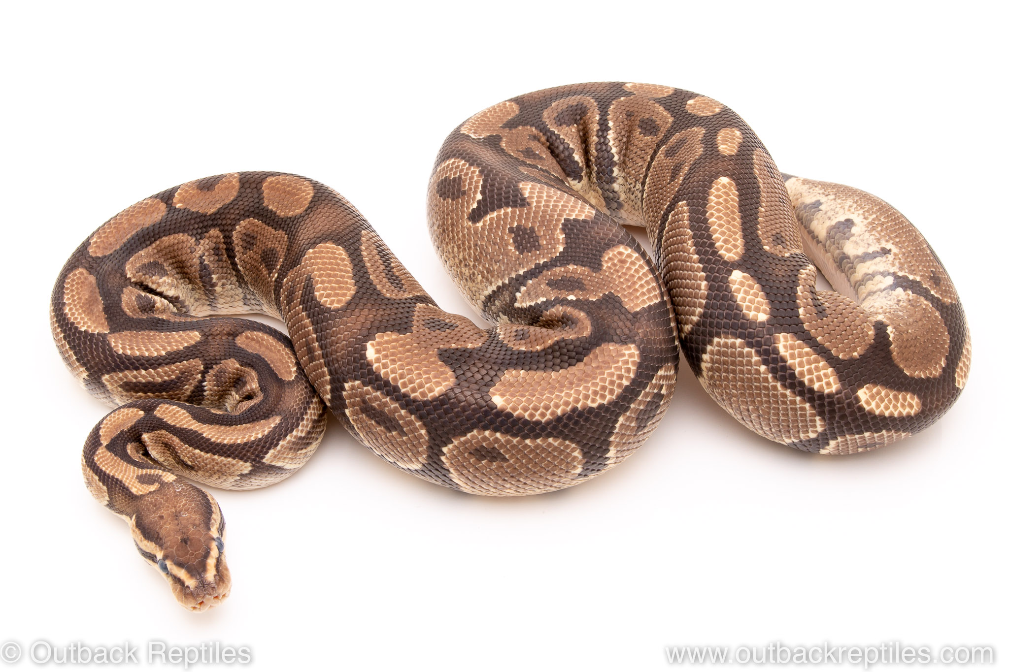 29 Fire female breeder ball python for sale | Outback Reptiles