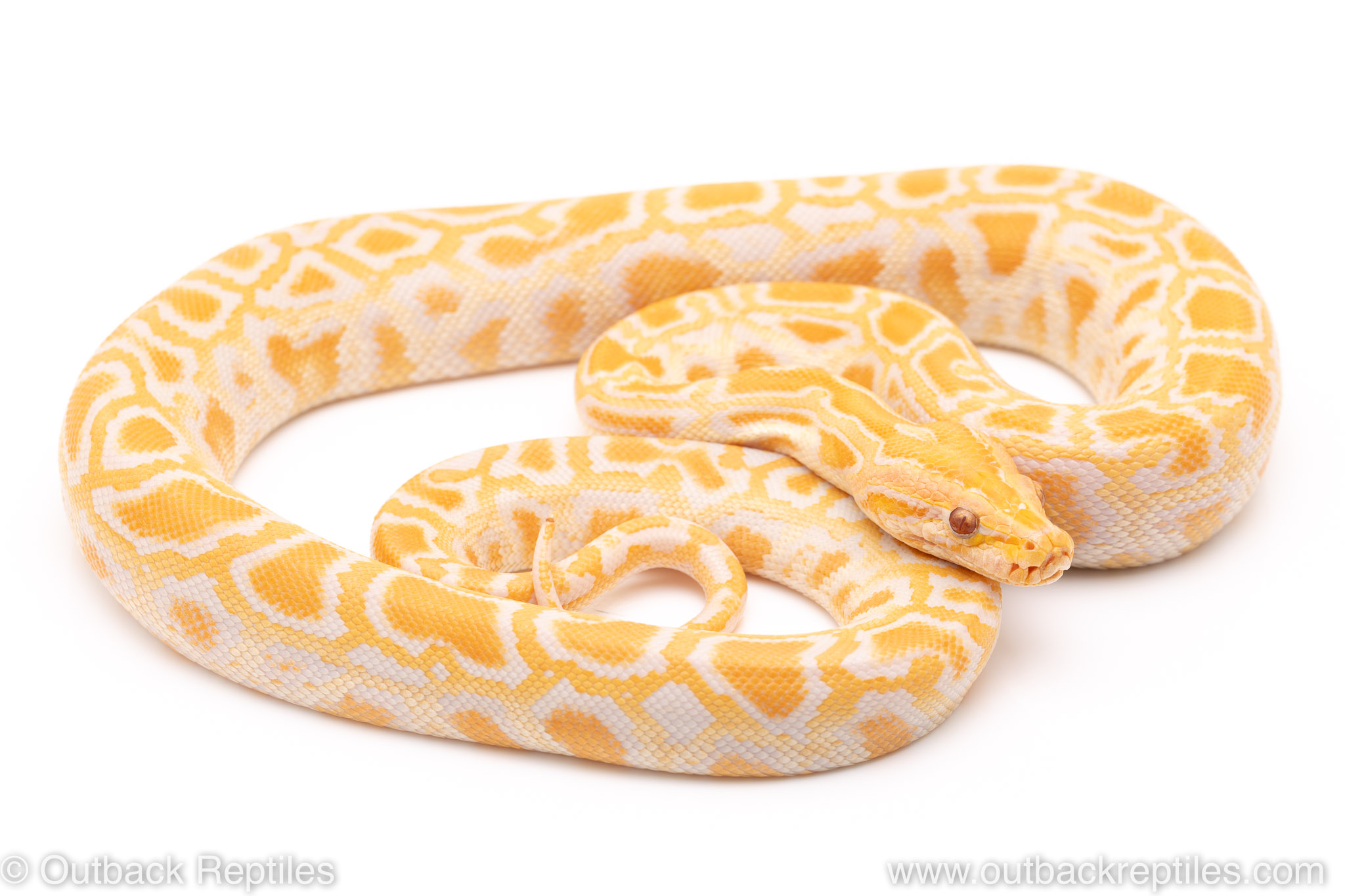 Albino burmese male 1 | Outback Reptiles
