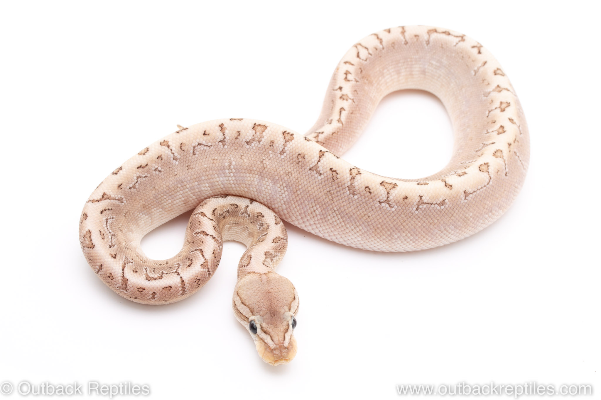 Bamboo Pinstripe | Outback Reptiles