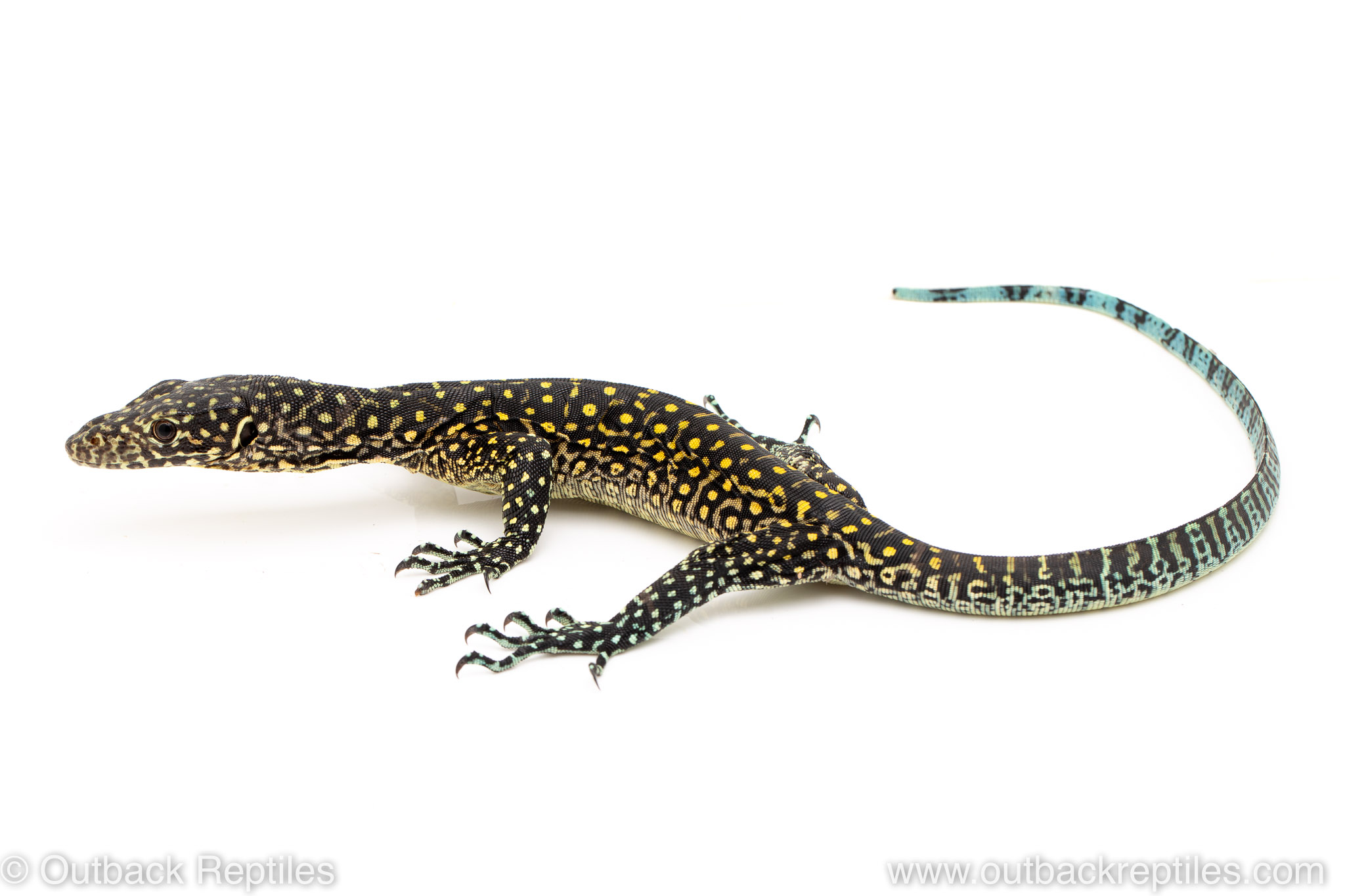 Blue Tailed Monitor | Outback Reptiles