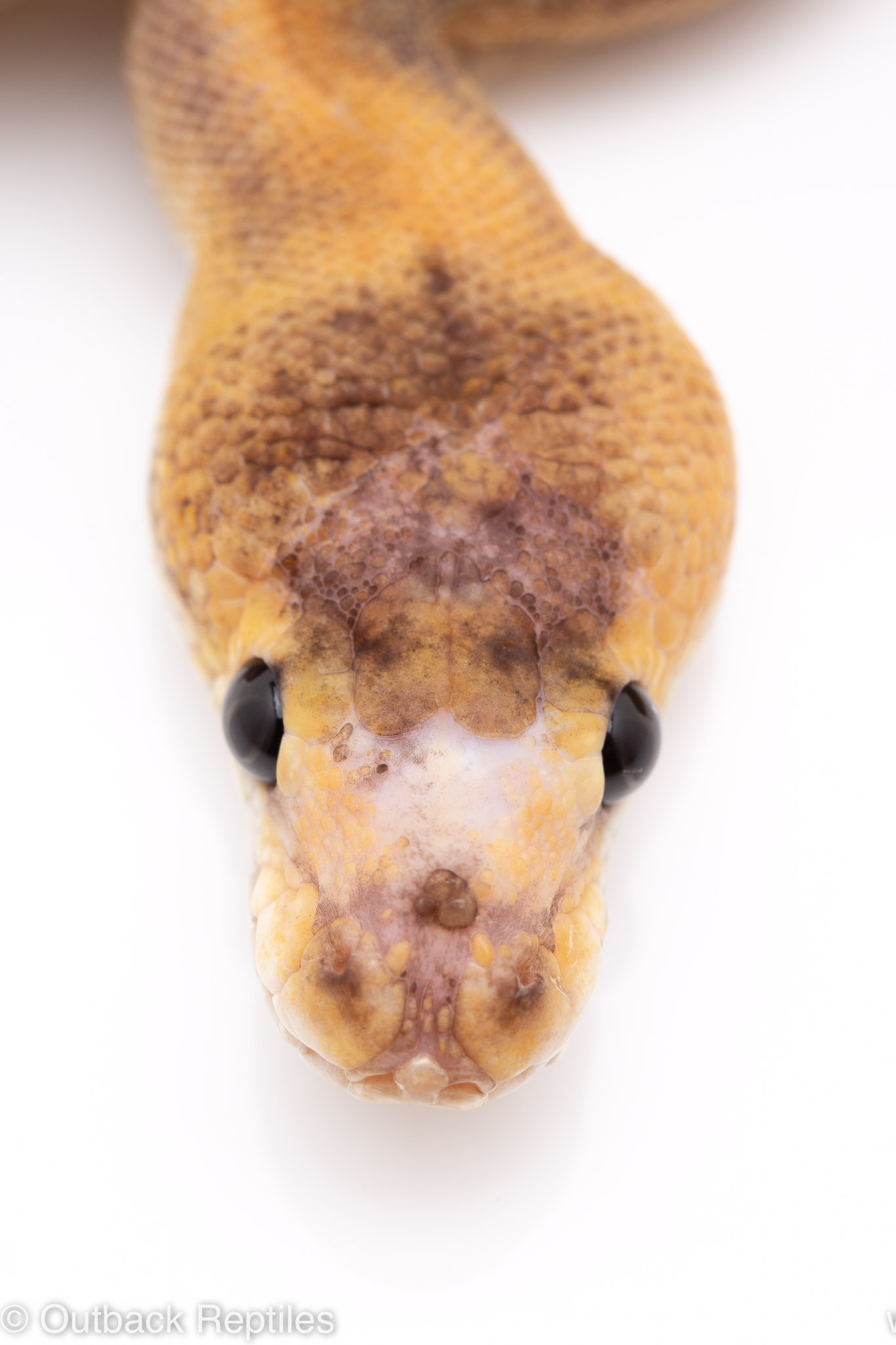 CHampagne Scaleless head-2 | Outback Reptiles