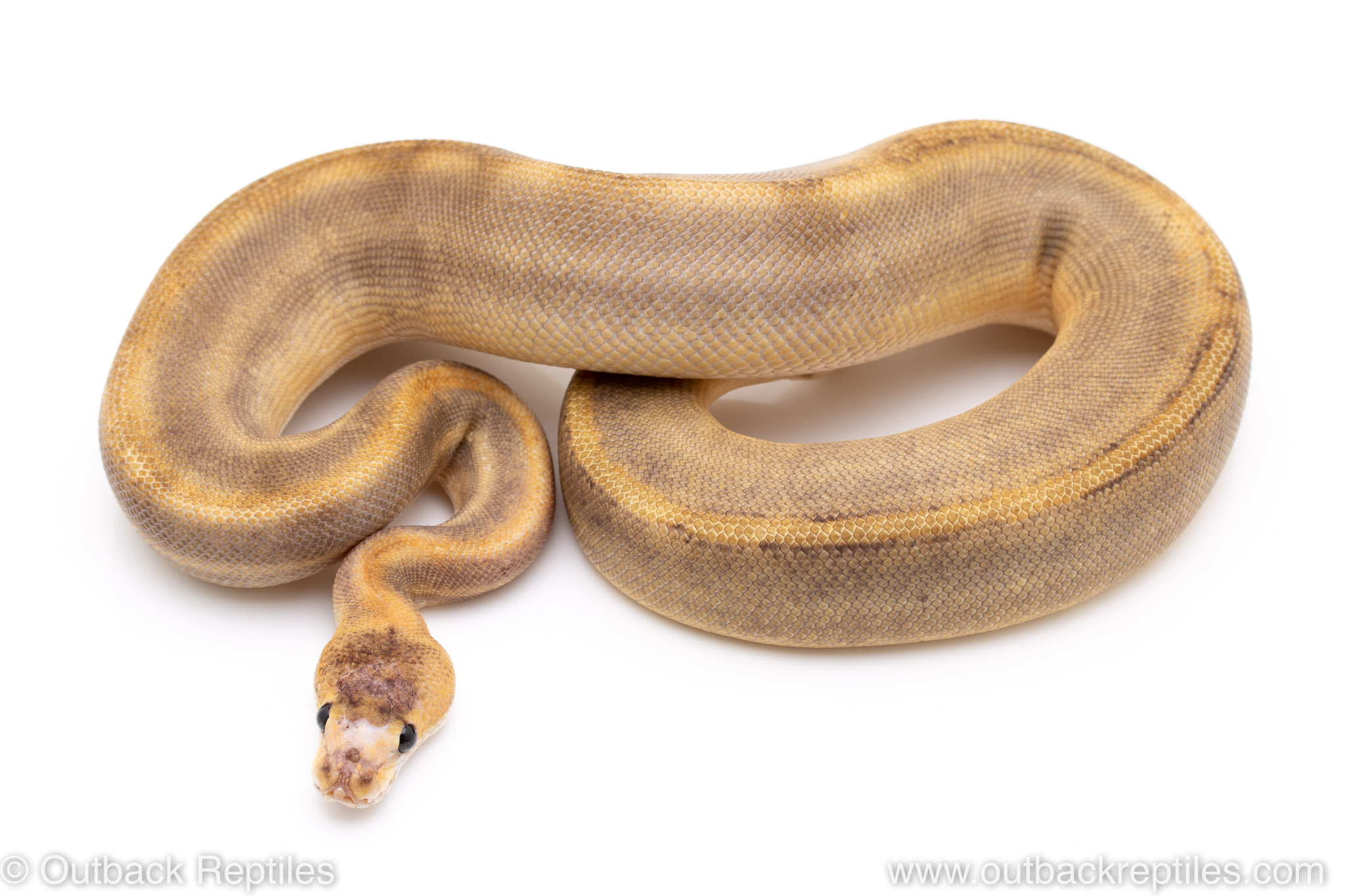 CHampagne Scaleless head | Outback Reptiles