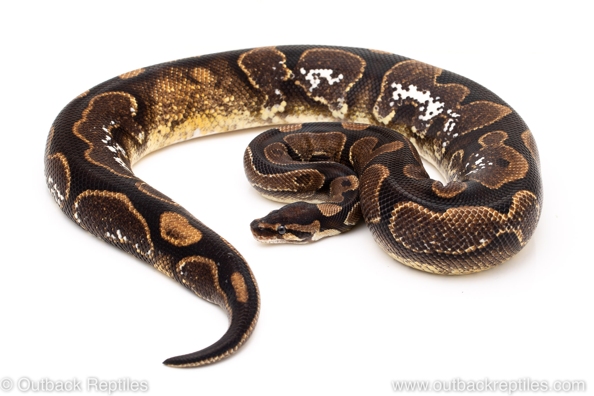 Calico | Outback Reptiles