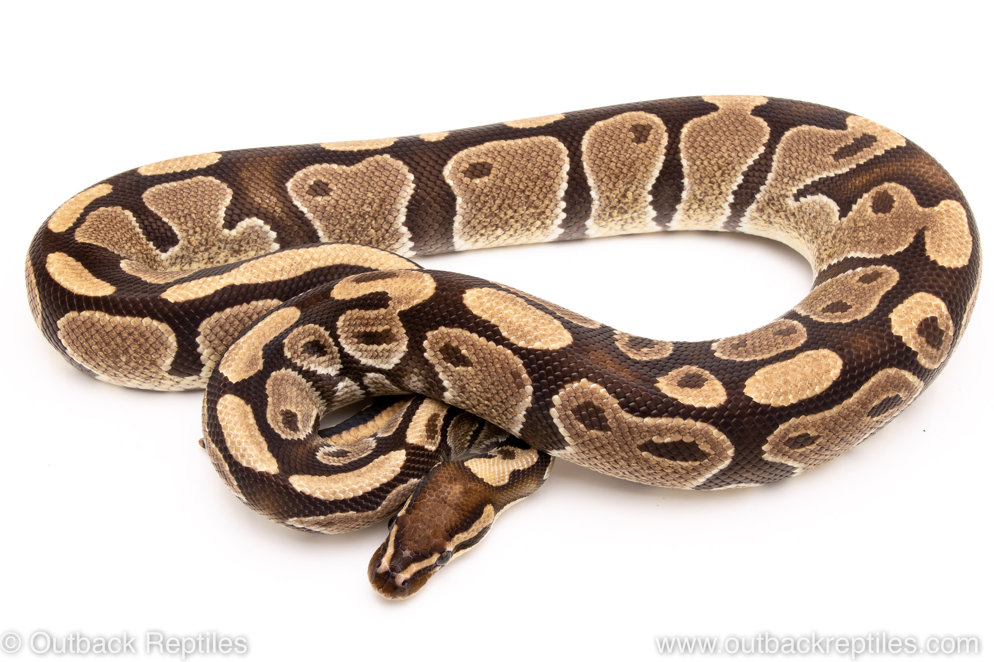 DH Toffee Pied male | Outback Reptiles