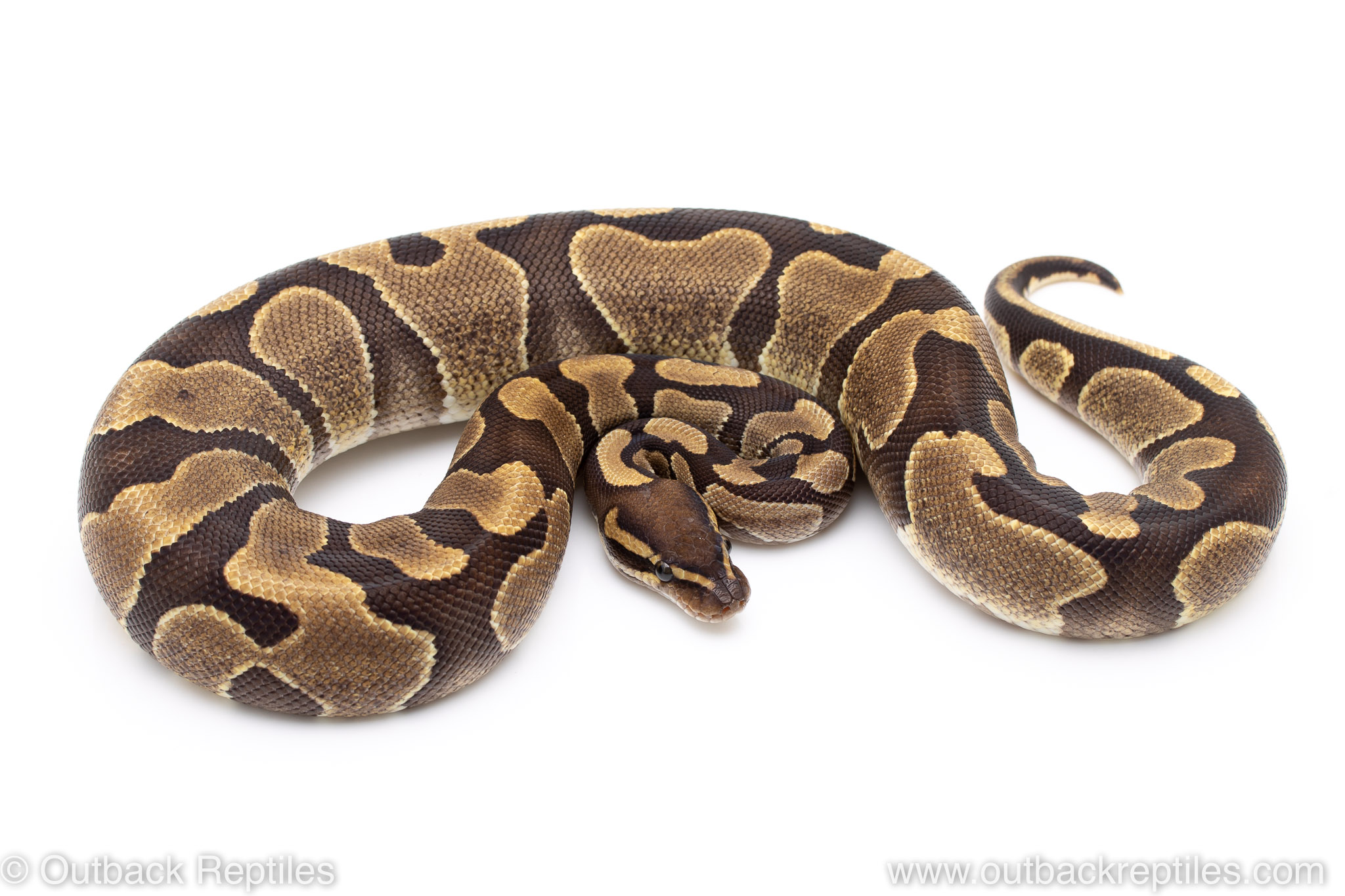 Mahogany Ball Python Morphs