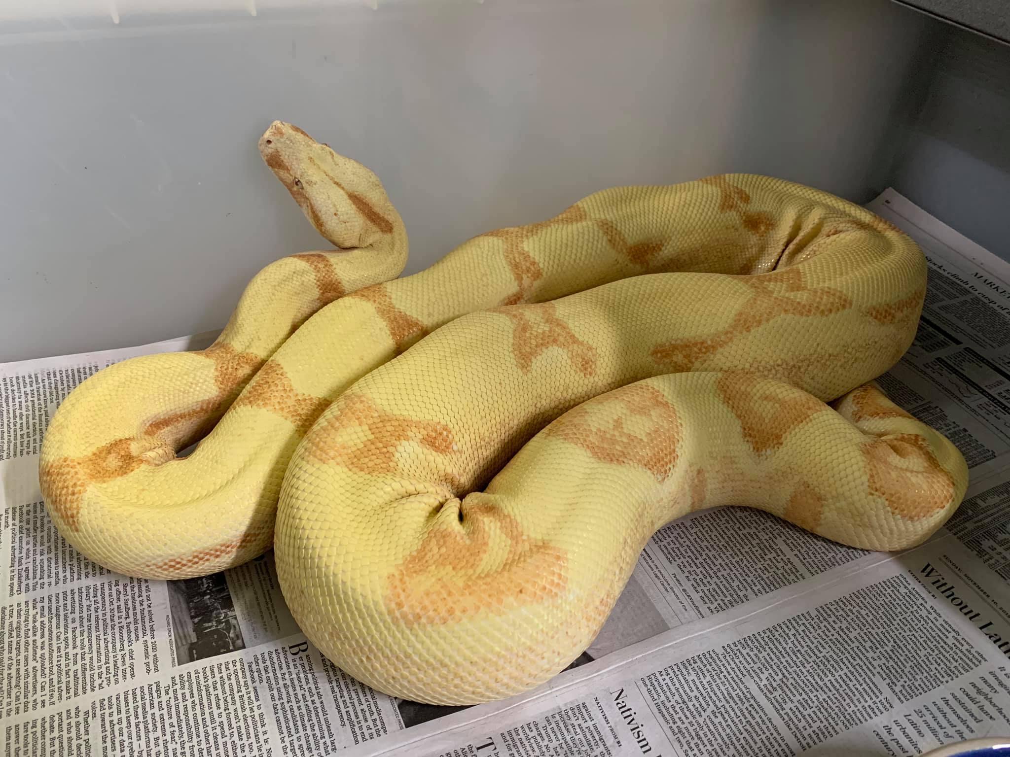 Female Sunglow | Outback Reptiles