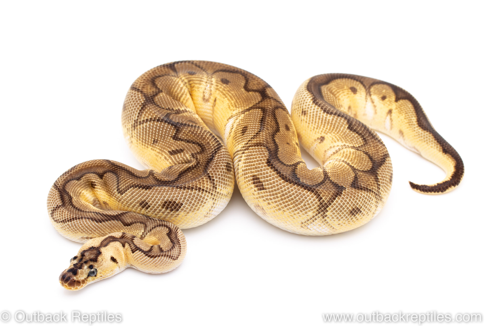 Pastel Enchi Clown | Outback Reptiles