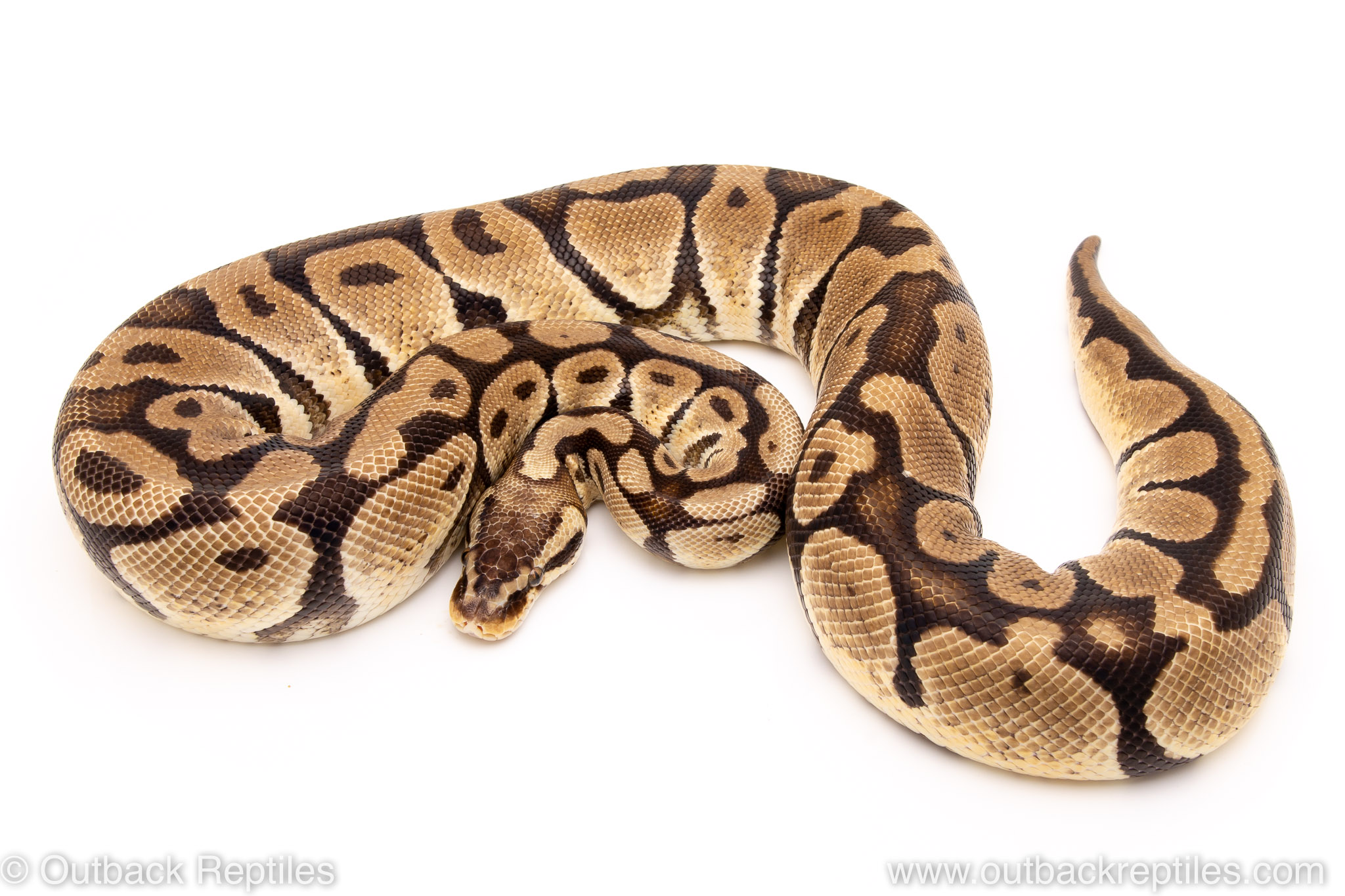 Pastel female ball python reptiles for sale | Outback Reptiles