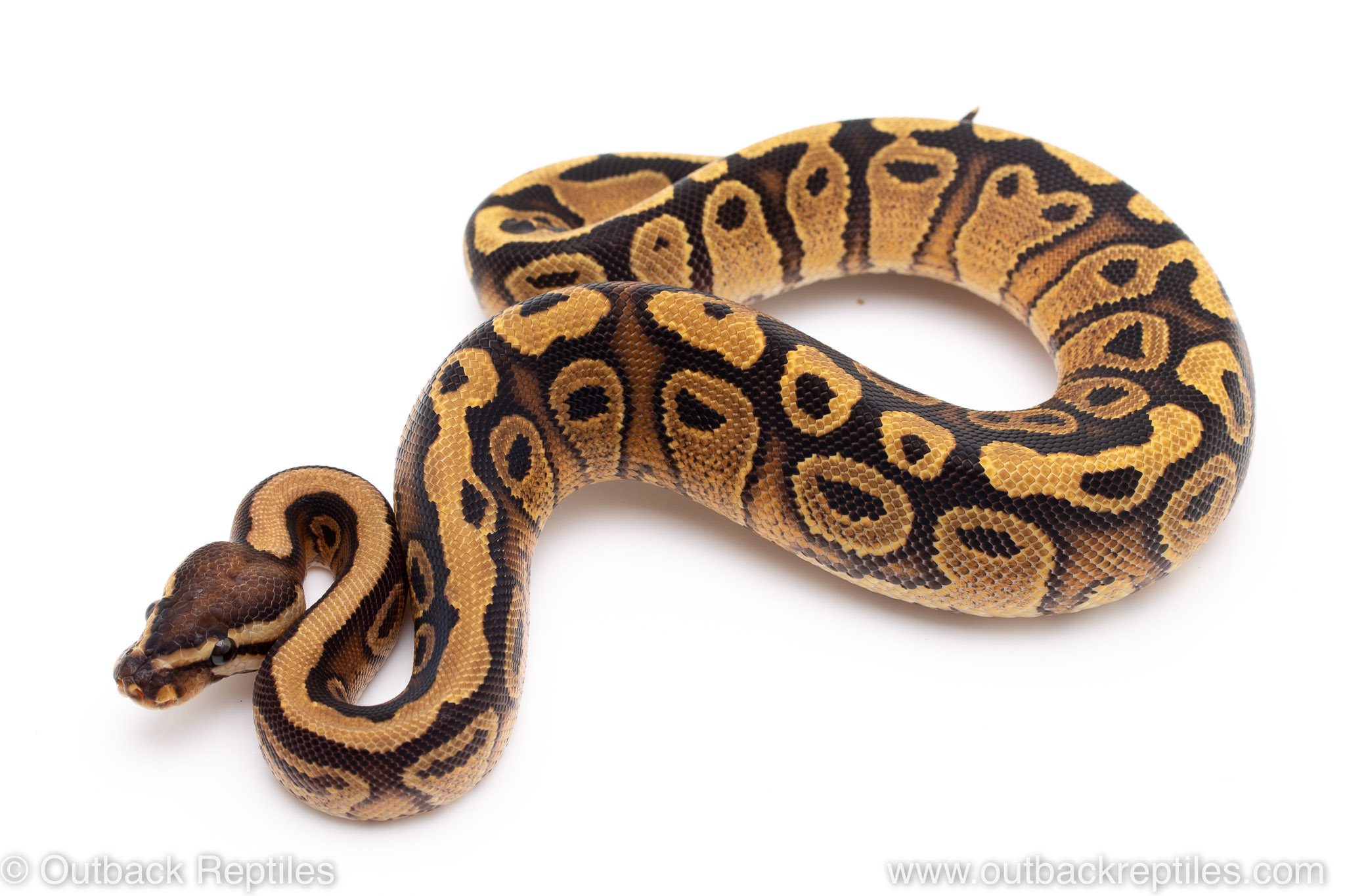 Red stripe YB male | Outback Reptiles