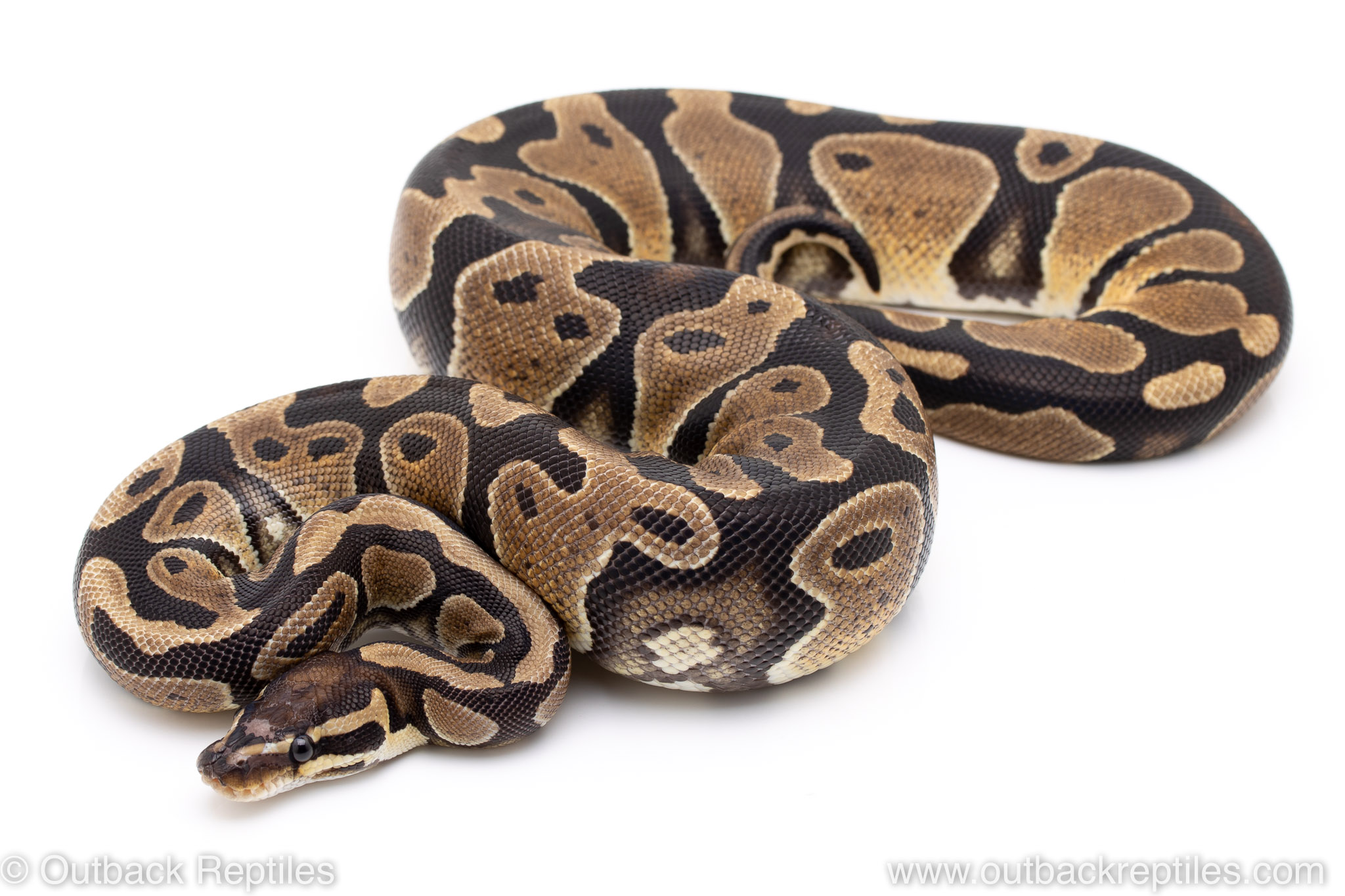 Scaleless Head female | Outback Reptiles