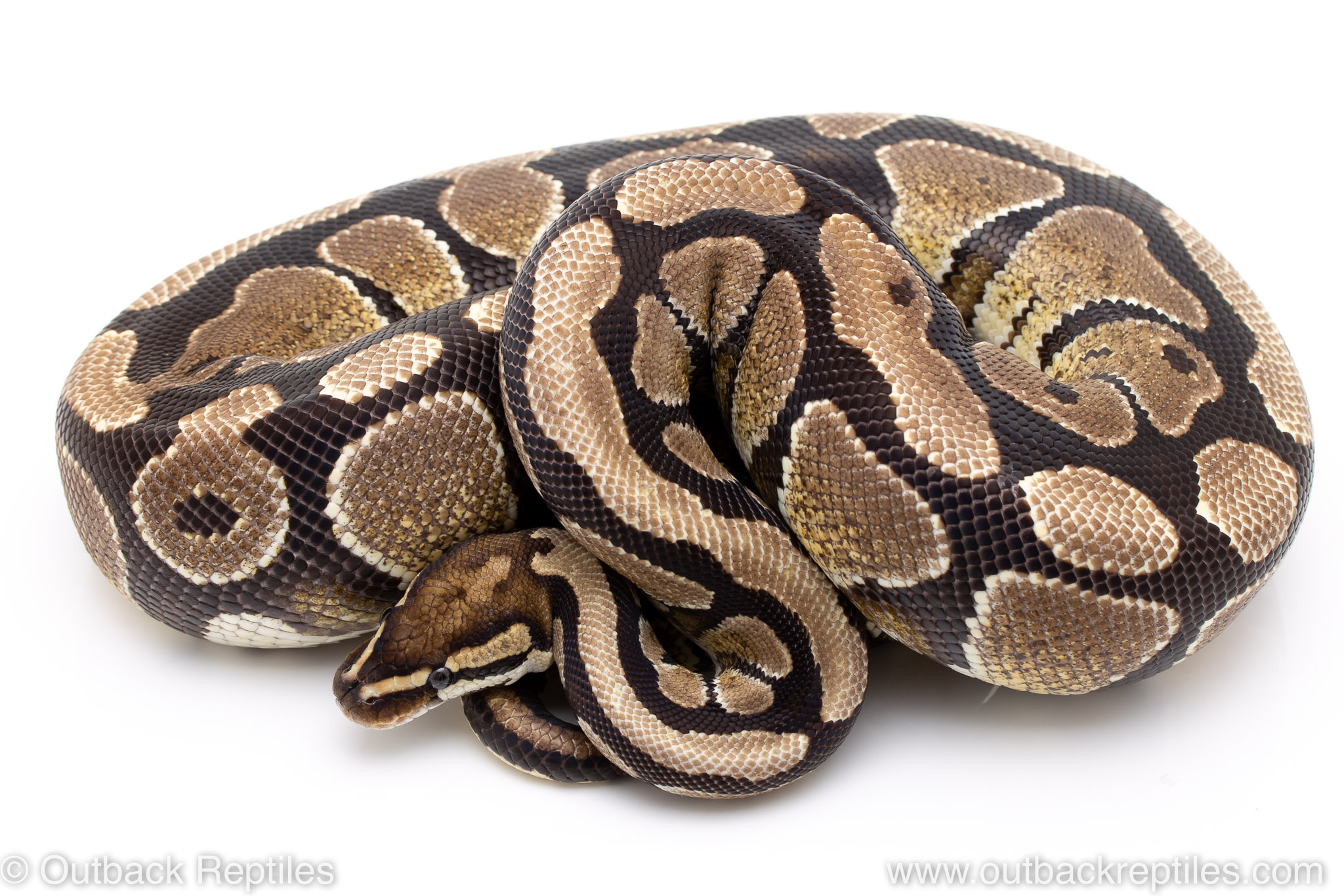 Spark female | Outback Reptiles