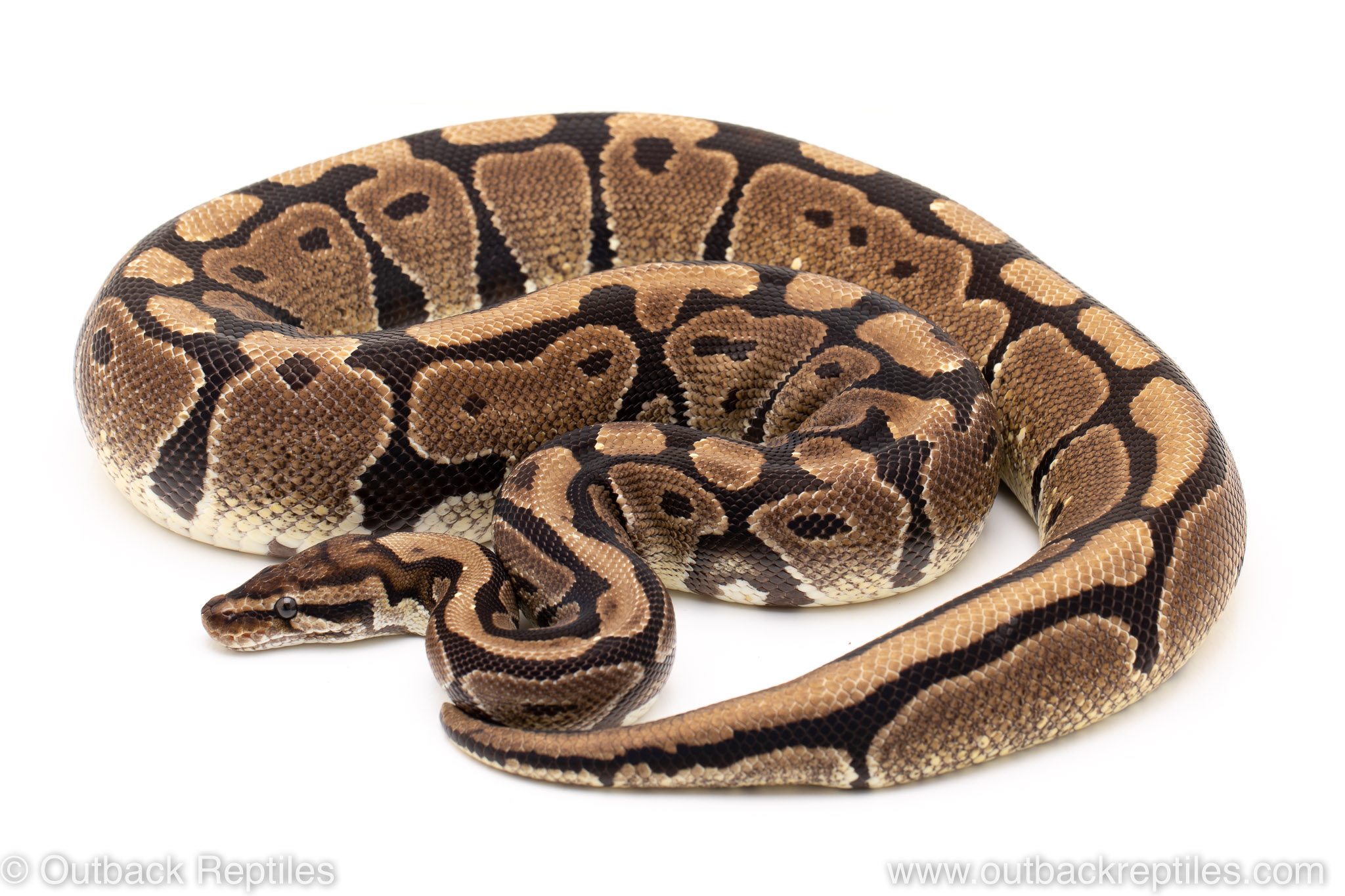 Spotnose | Outback Reptiles