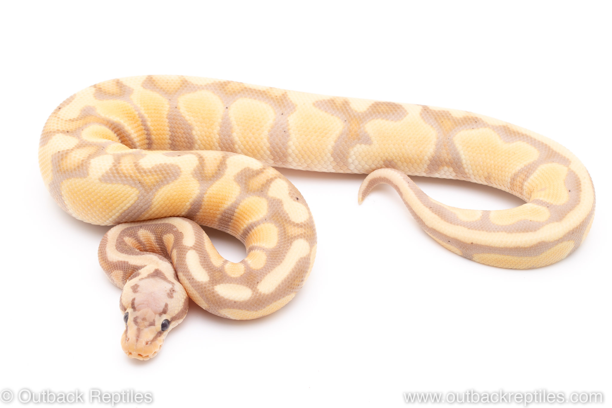 Super PAstel banana Het Clown | Outback Reptiles
