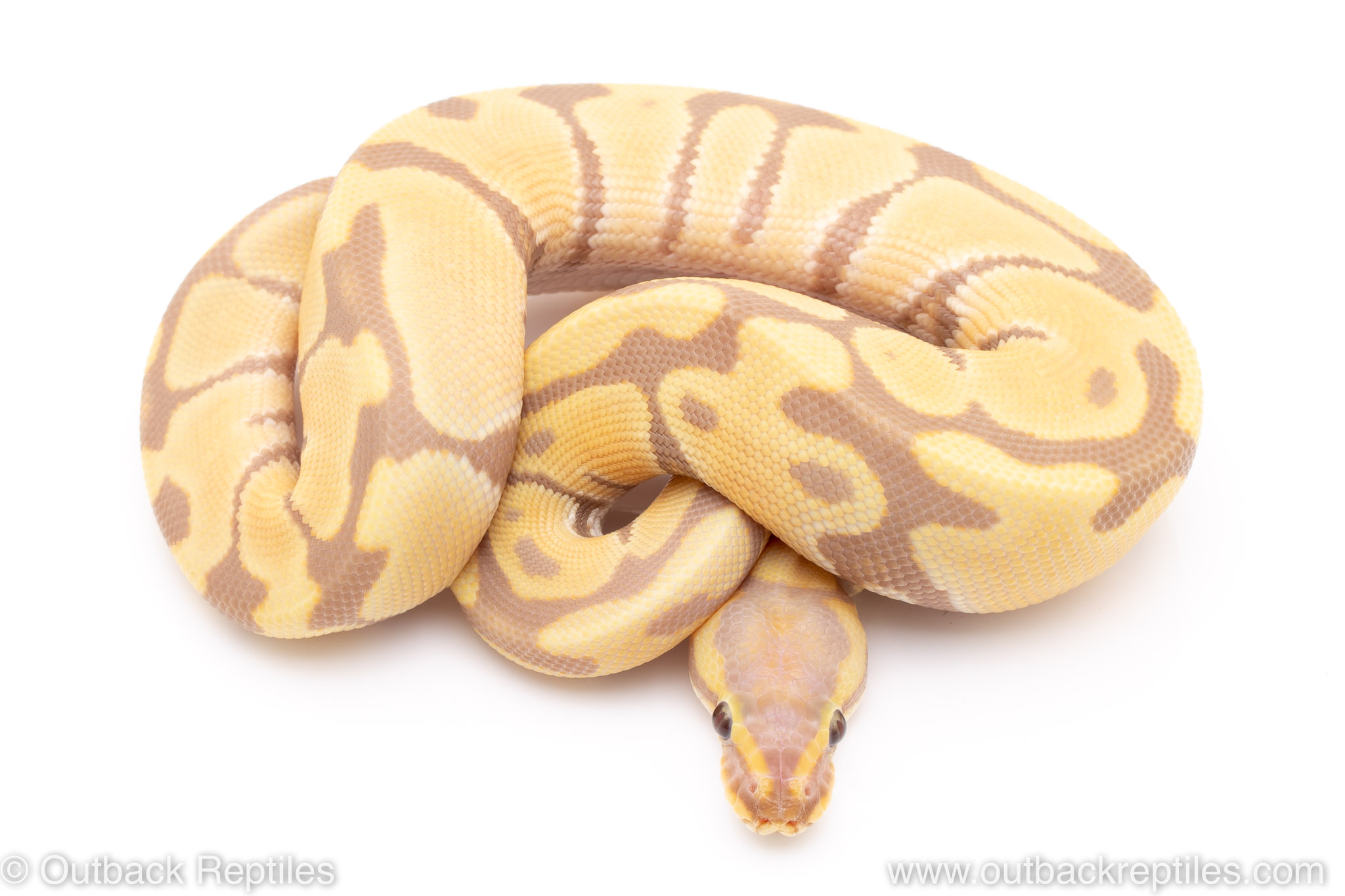 Toffee male | Outback Reptiles