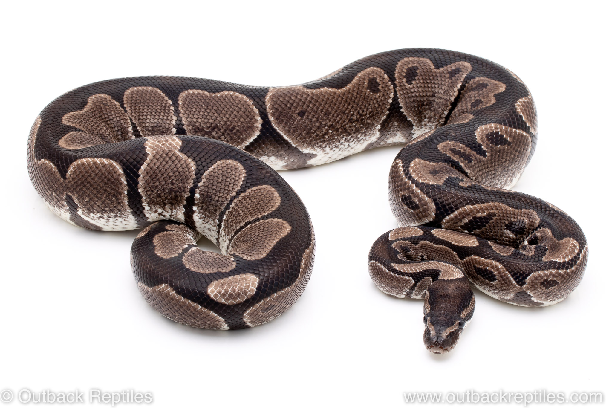 VPI Axanthic male | Outback Reptiles