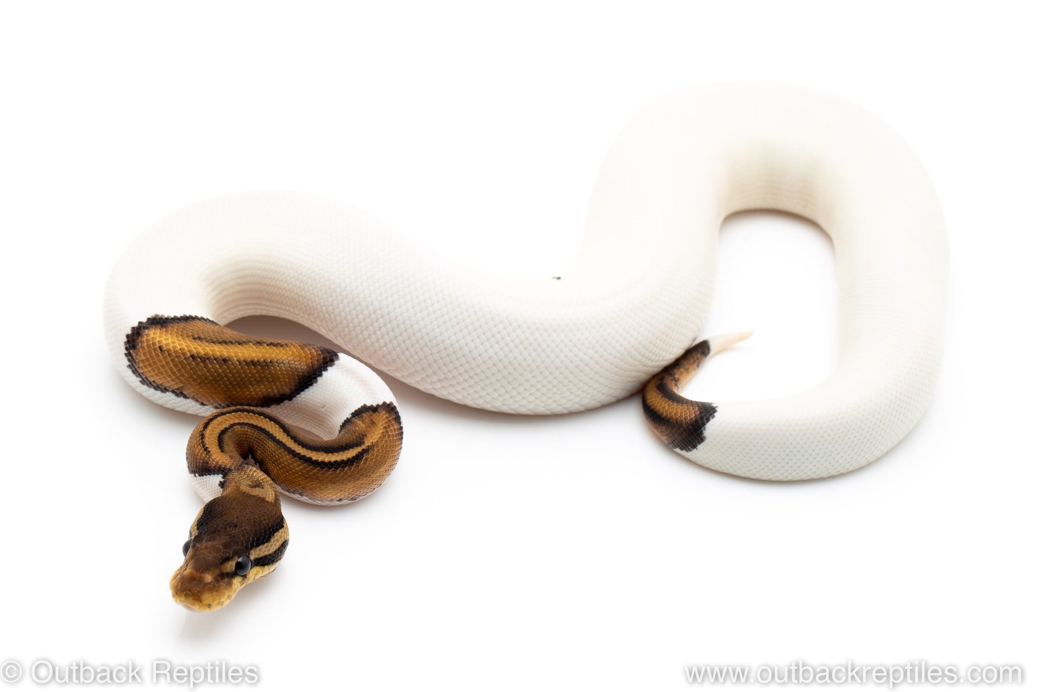 Black Pied female | Outback Reptiles