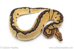 Ball Pythons for Sale | Outback Reptiles