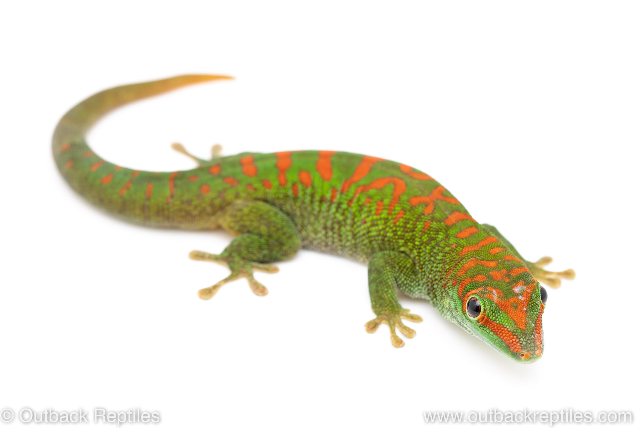 Crimson Day Gecko male | Outback Reptiles