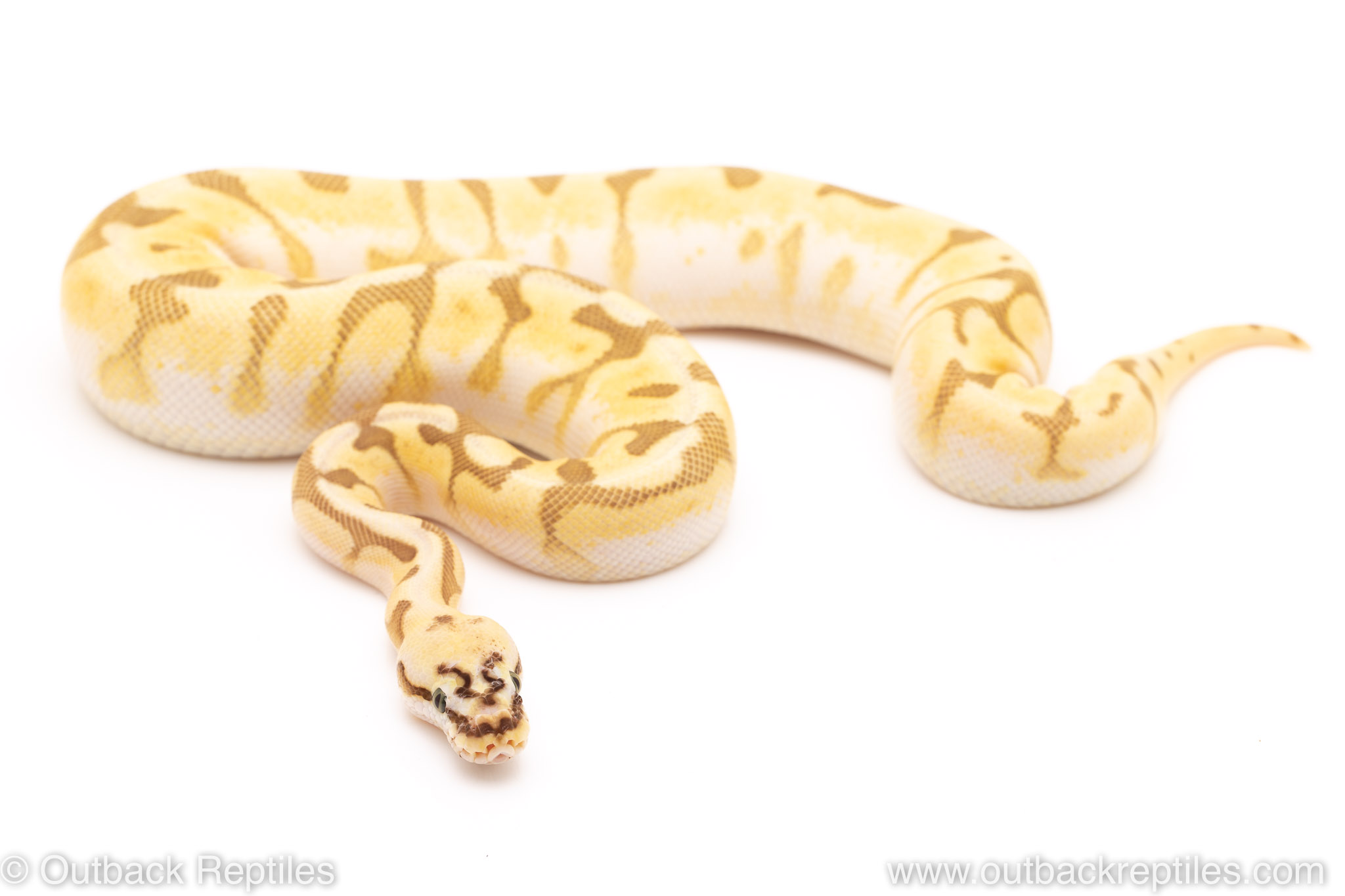 Pastel Lesser Enchi YB spider | Outback Reptiles