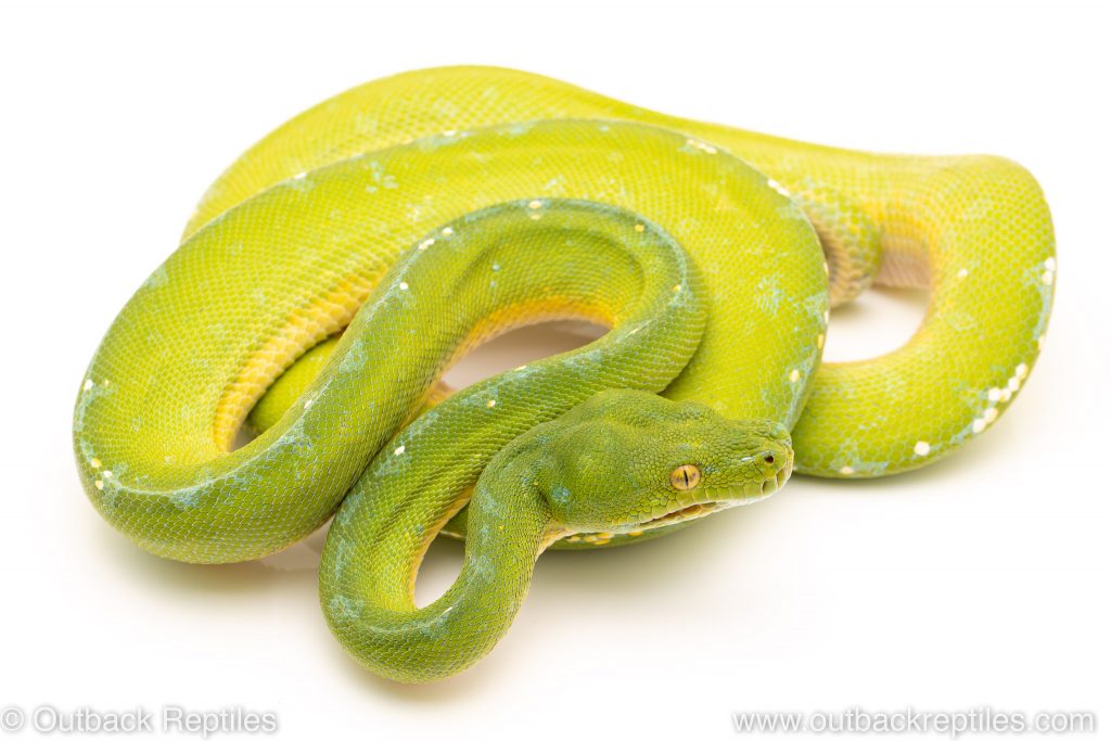 Waigeo Green tree Python | Outback Reptiles