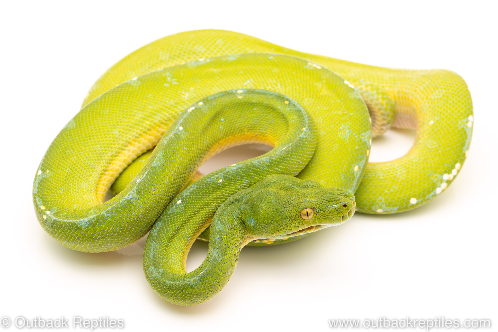 Waigeo Green tree Python | Outback Reptiles