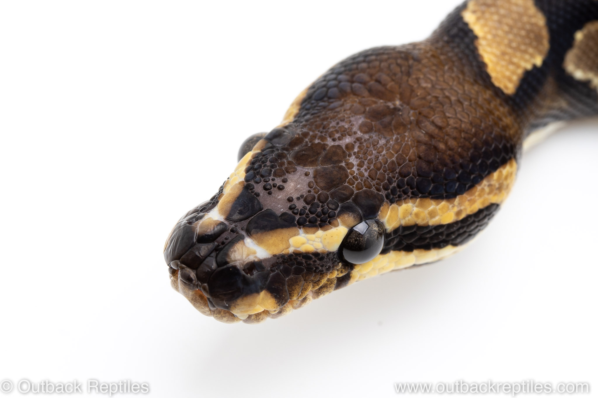 Scaleless Head het Pied-2 | Outback Reptiles