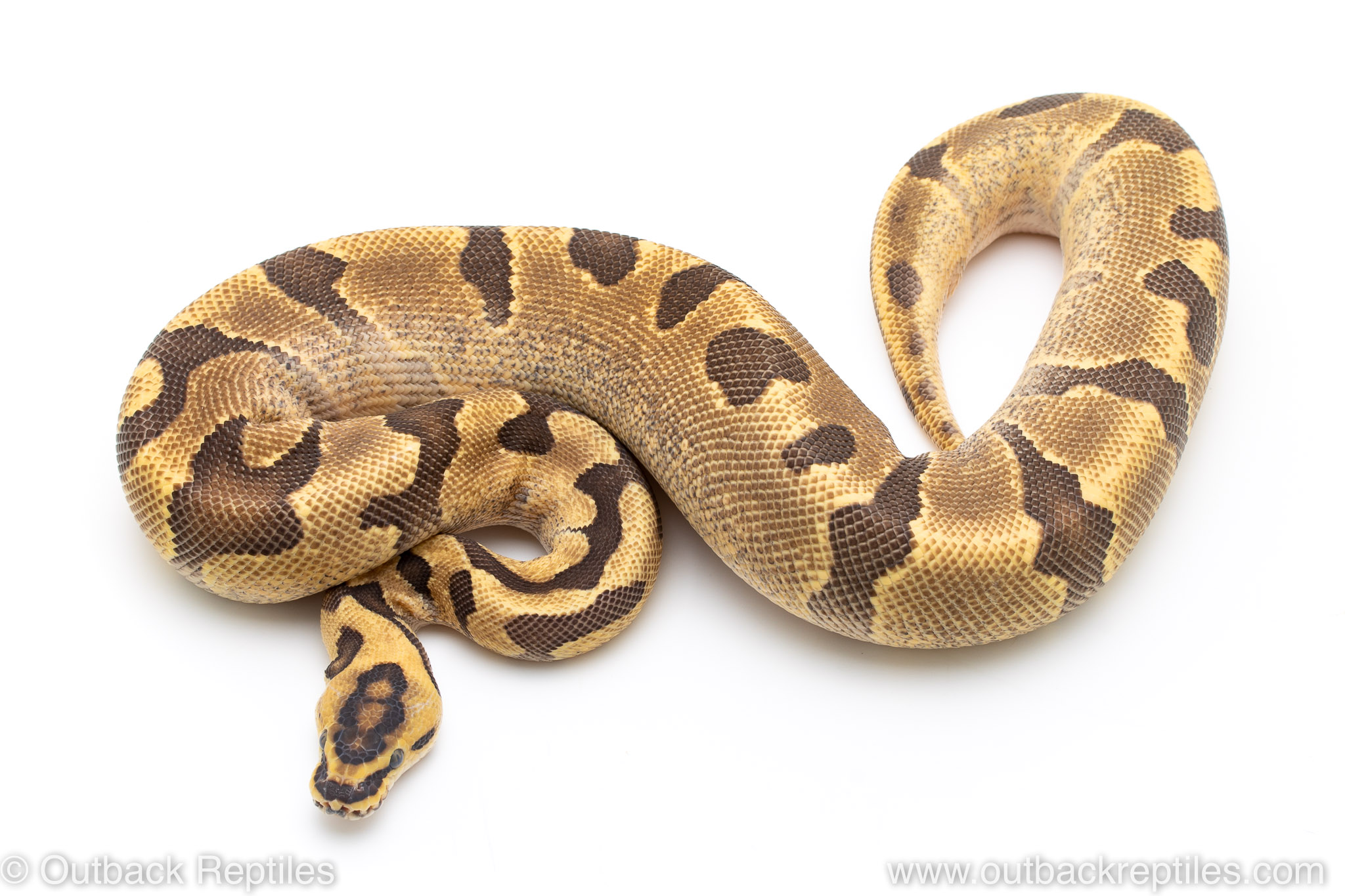 Super Enchi Fire het clown | Outback Reptiles