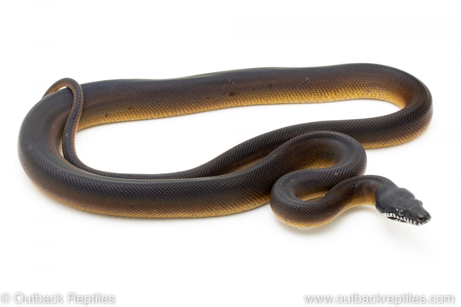 White Lipped Dalberts python | Outback Reptiles