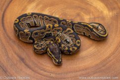 Outback Reptiles - Your Reptile One Stop Shop!