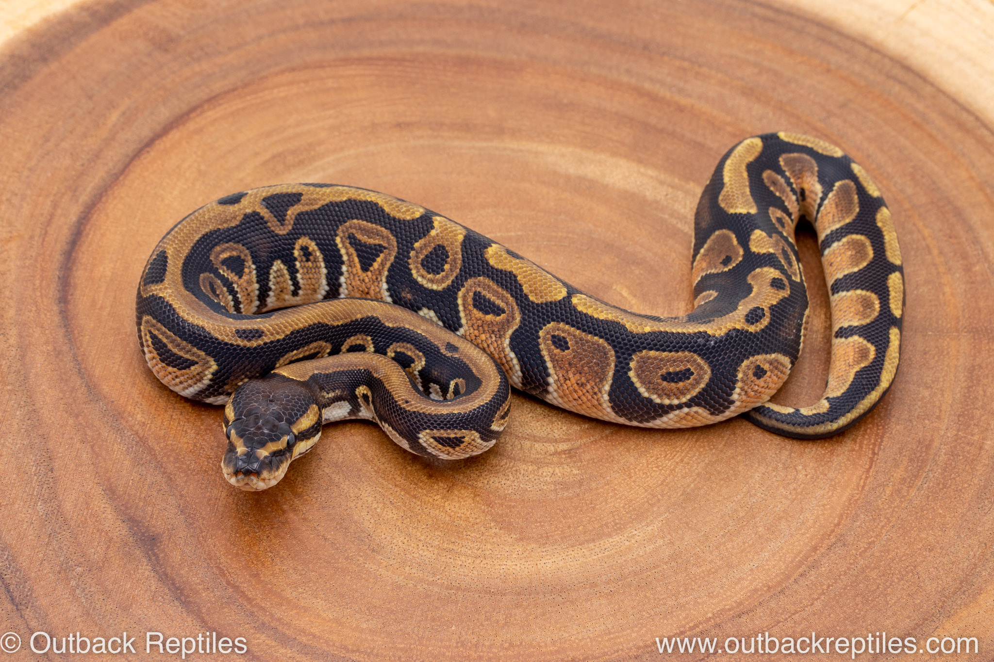 Africa Import ball python 201 | Outback Reptiles
