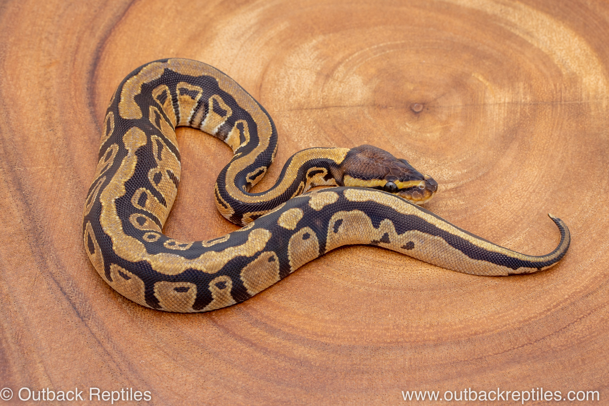 Africa Import ball python 220-2 | Outback Reptiles