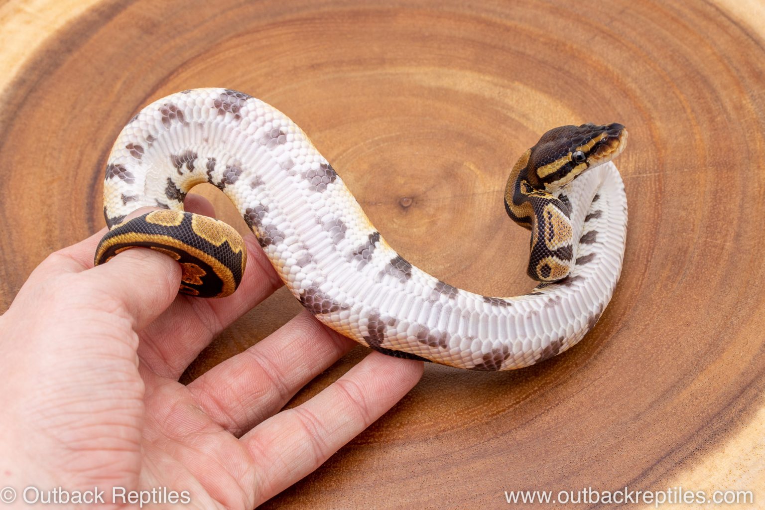 African import ball python 180-2 | Outback Reptiles
