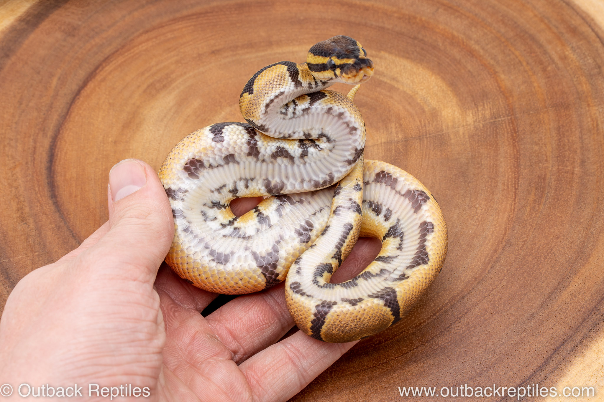 African import ball python 183-3 | Outback Reptiles