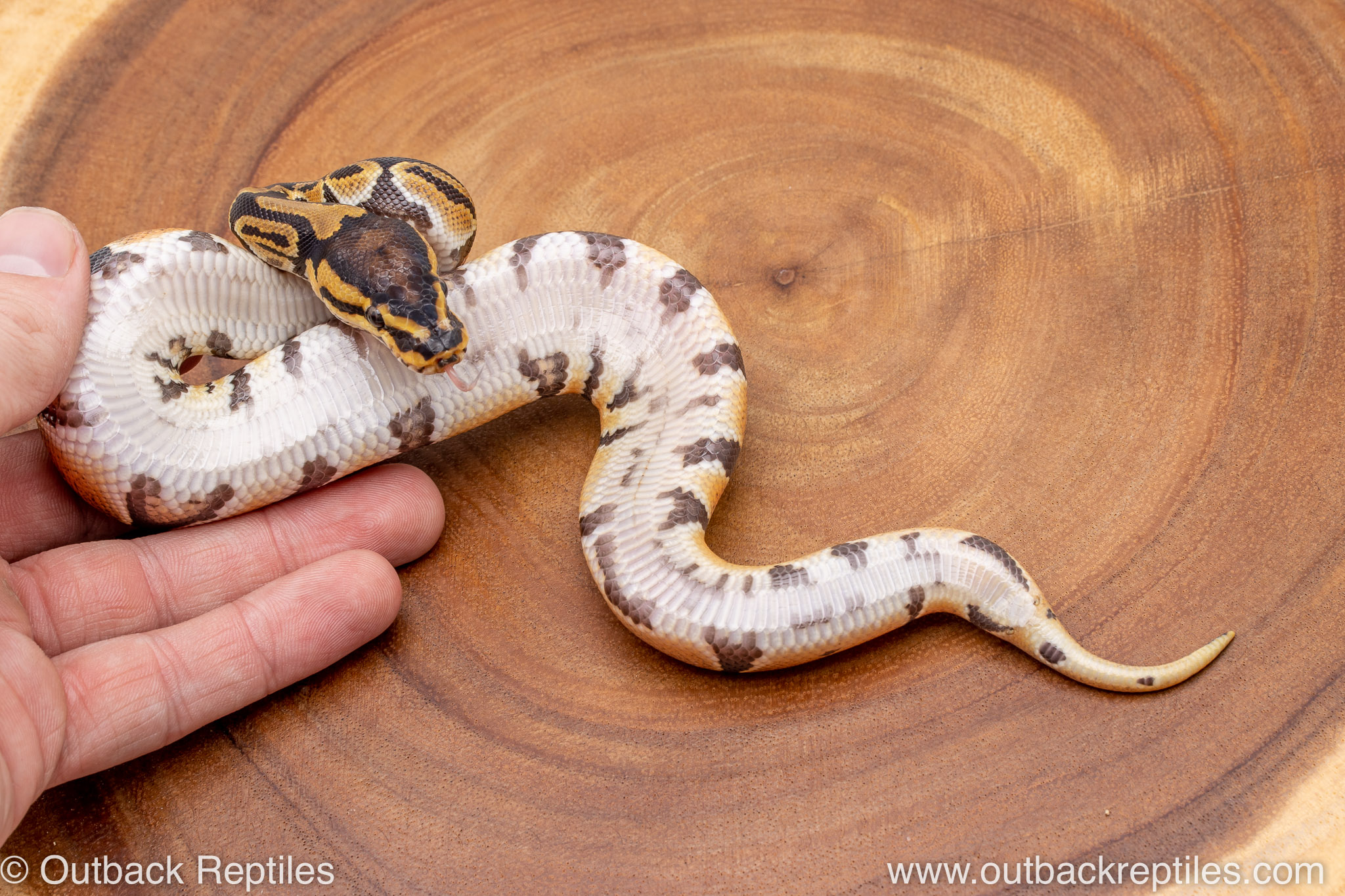 African import ball python 185-3 | Outback Reptiles