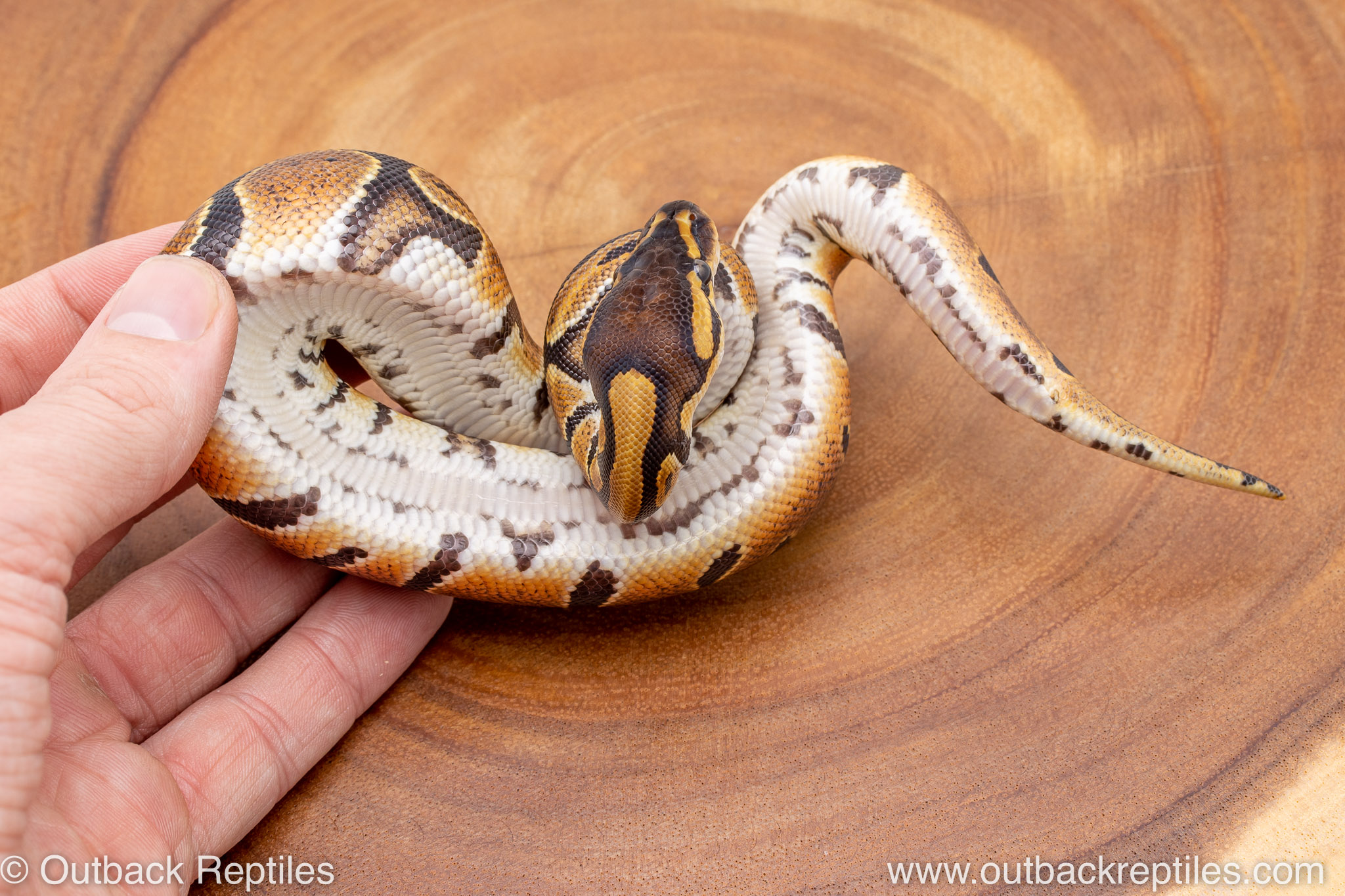 African import ball python for saleAfrican import ball python 190-2 ...