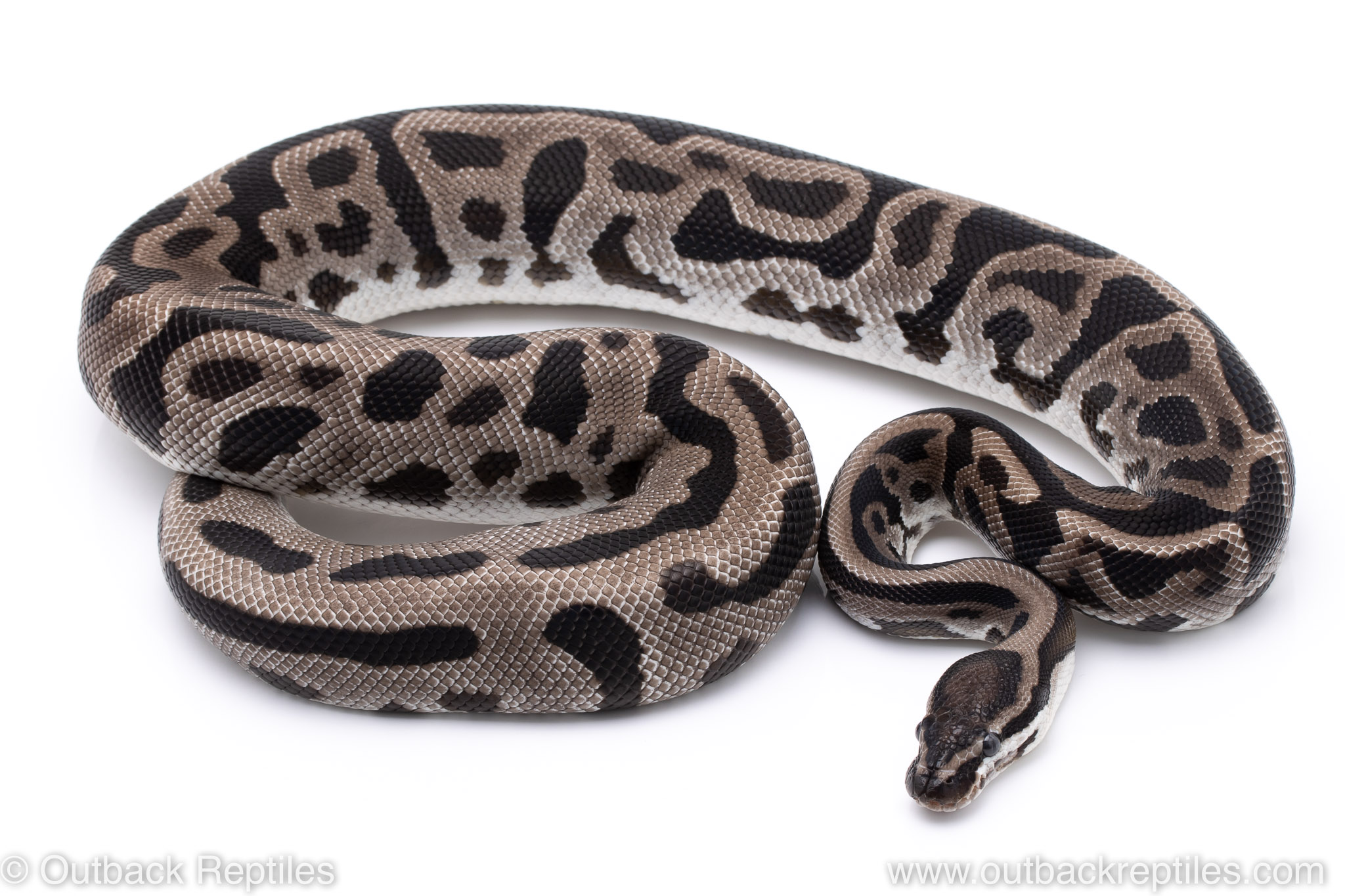 VPI Axanthic leopard het pied | Outback Reptiles