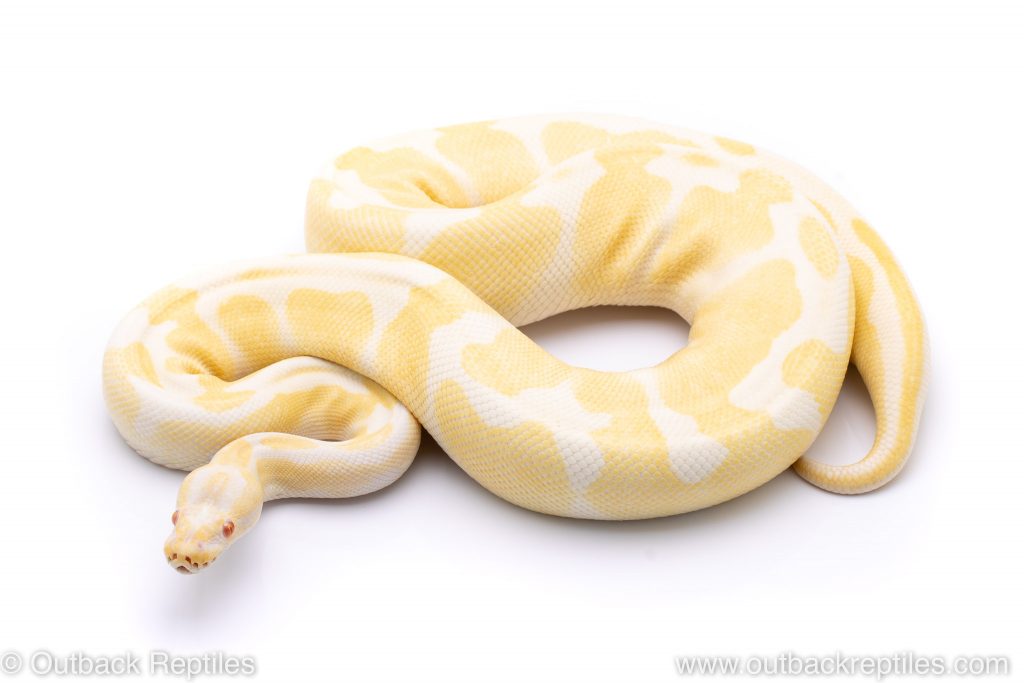 ALbino het Snow | Outback Reptiles