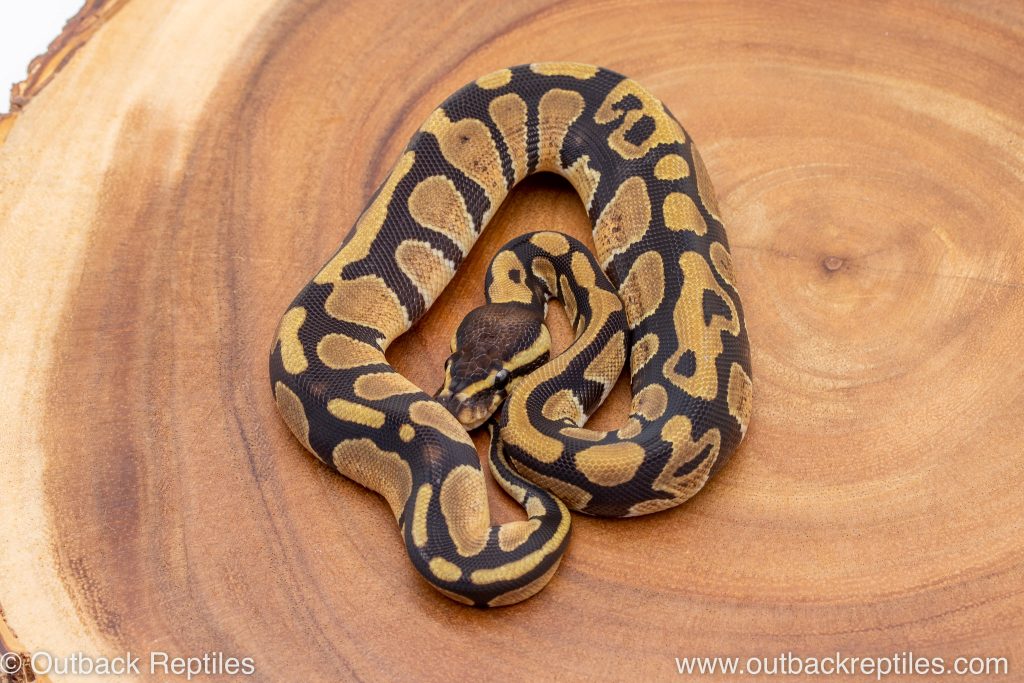 Africa Import ball python 245-2 | Outback Reptiles