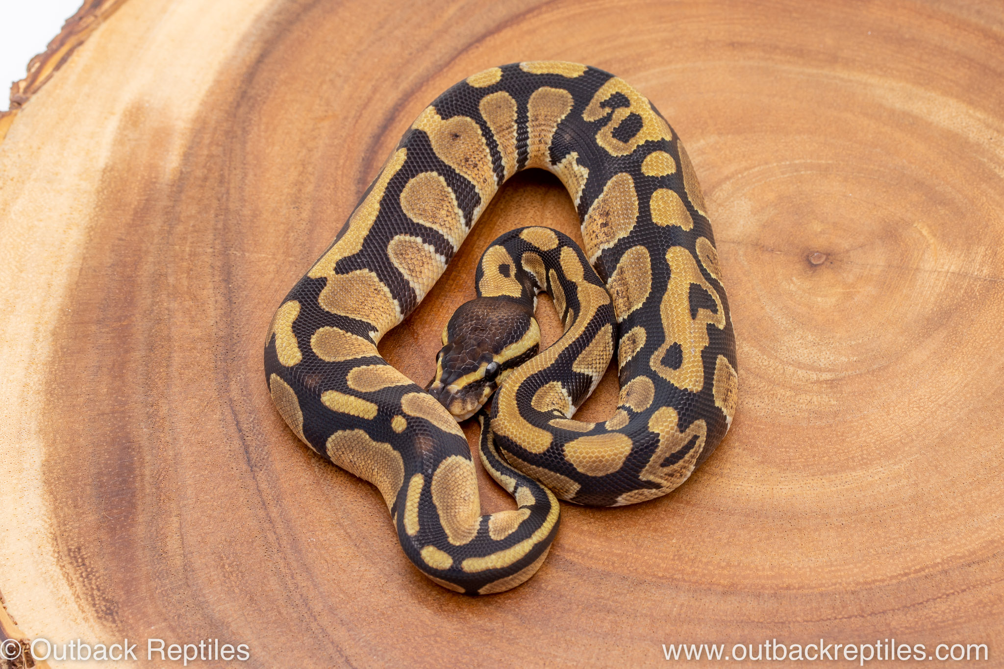 Africa Import ball python 245-2 | Outback Reptiles