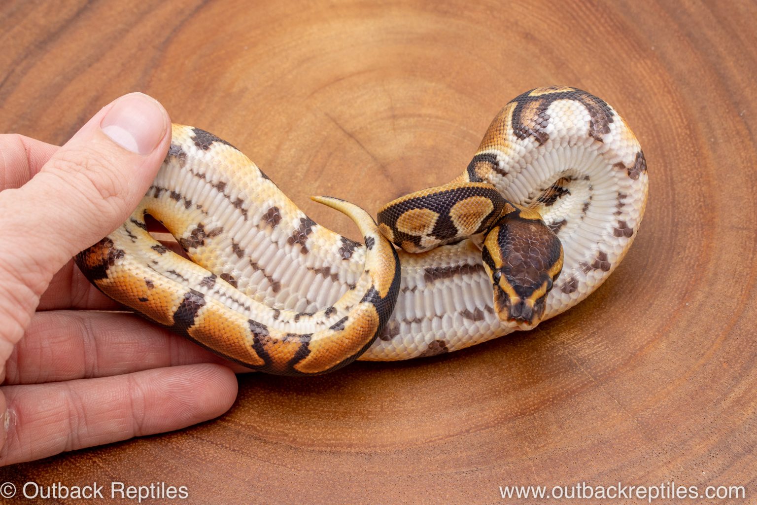 Africa Import ball python 260-2 | Outback Reptiles